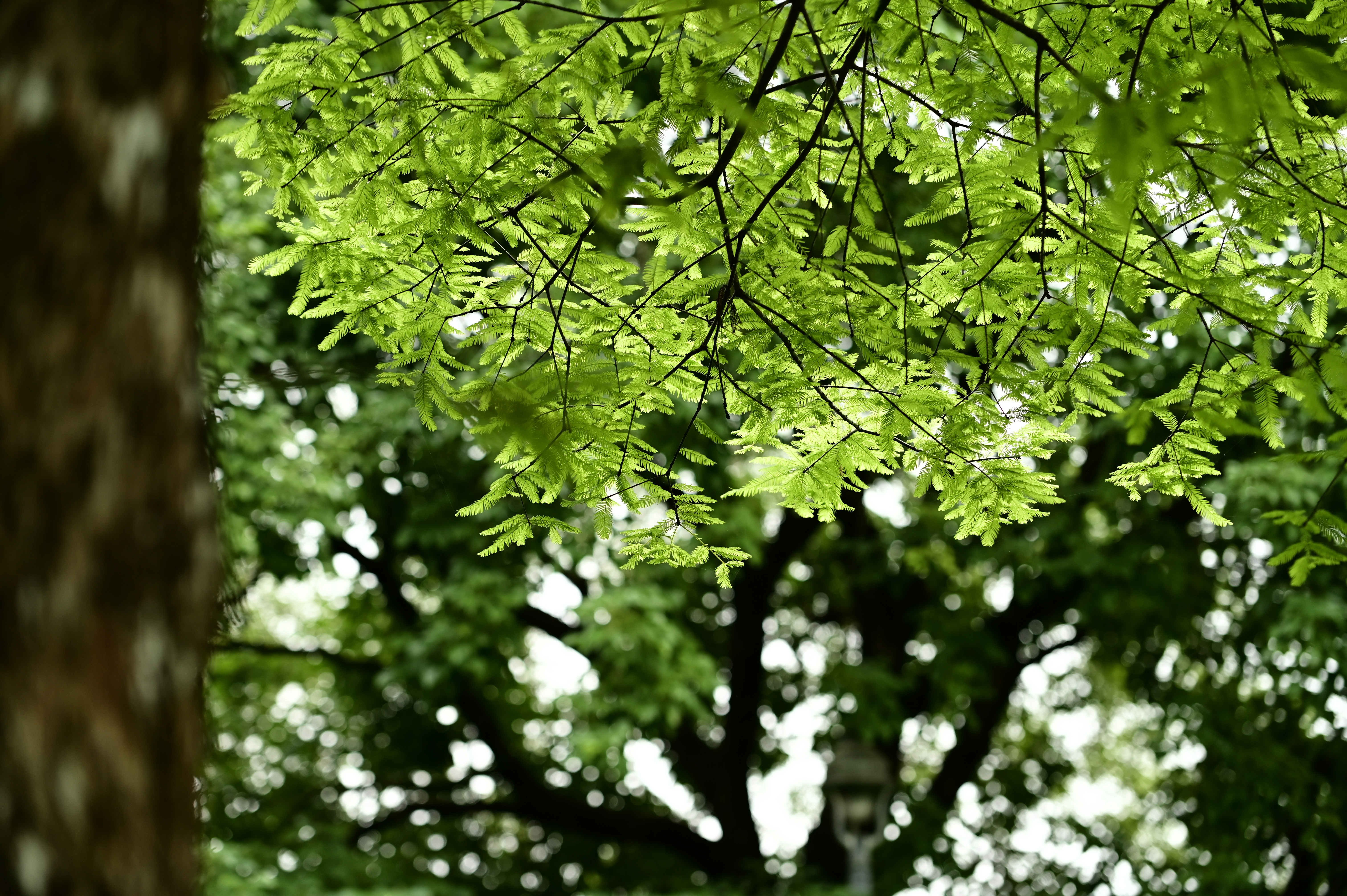 Baldcypress | Silvics of North America