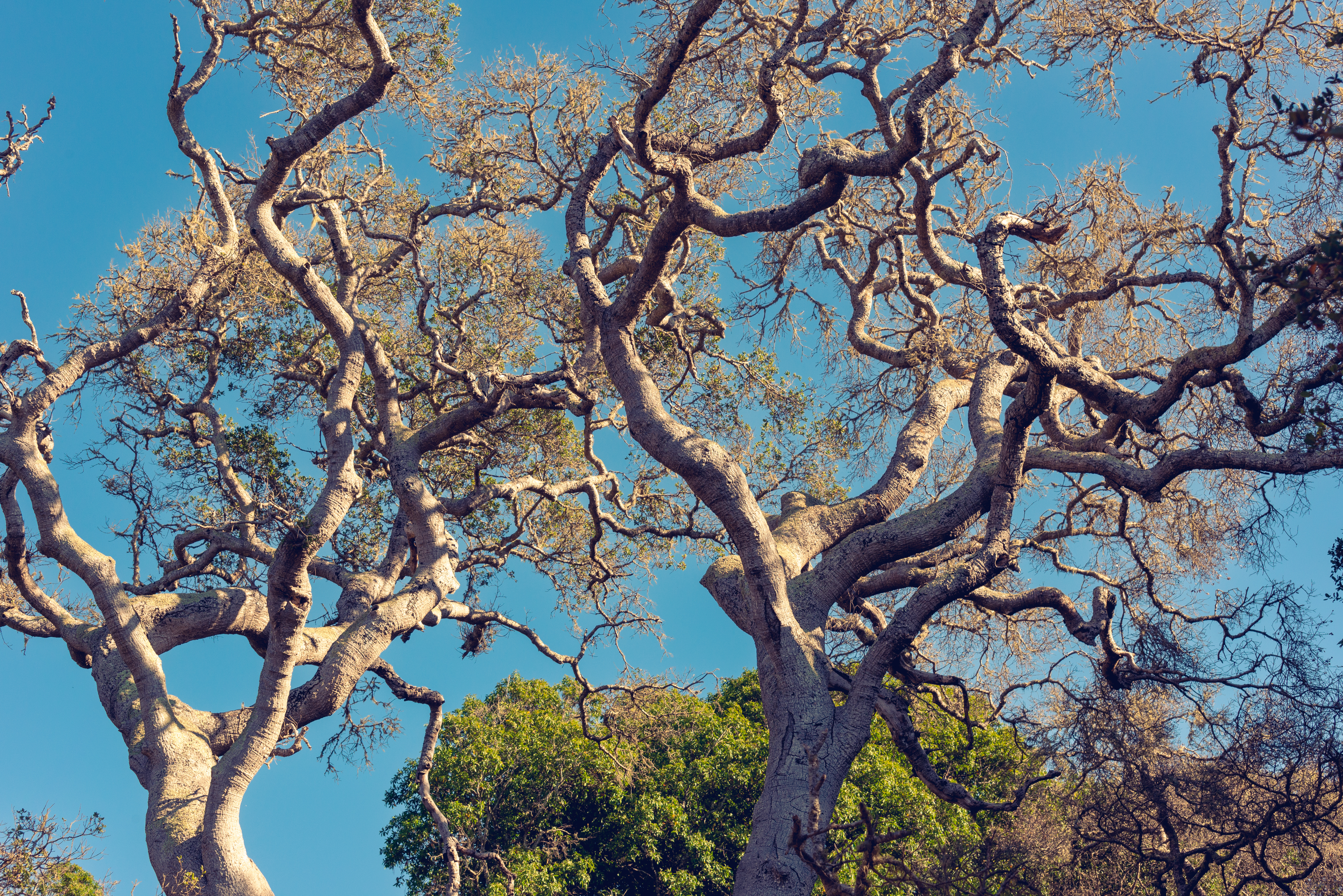Blue Oak | Silvics of North America