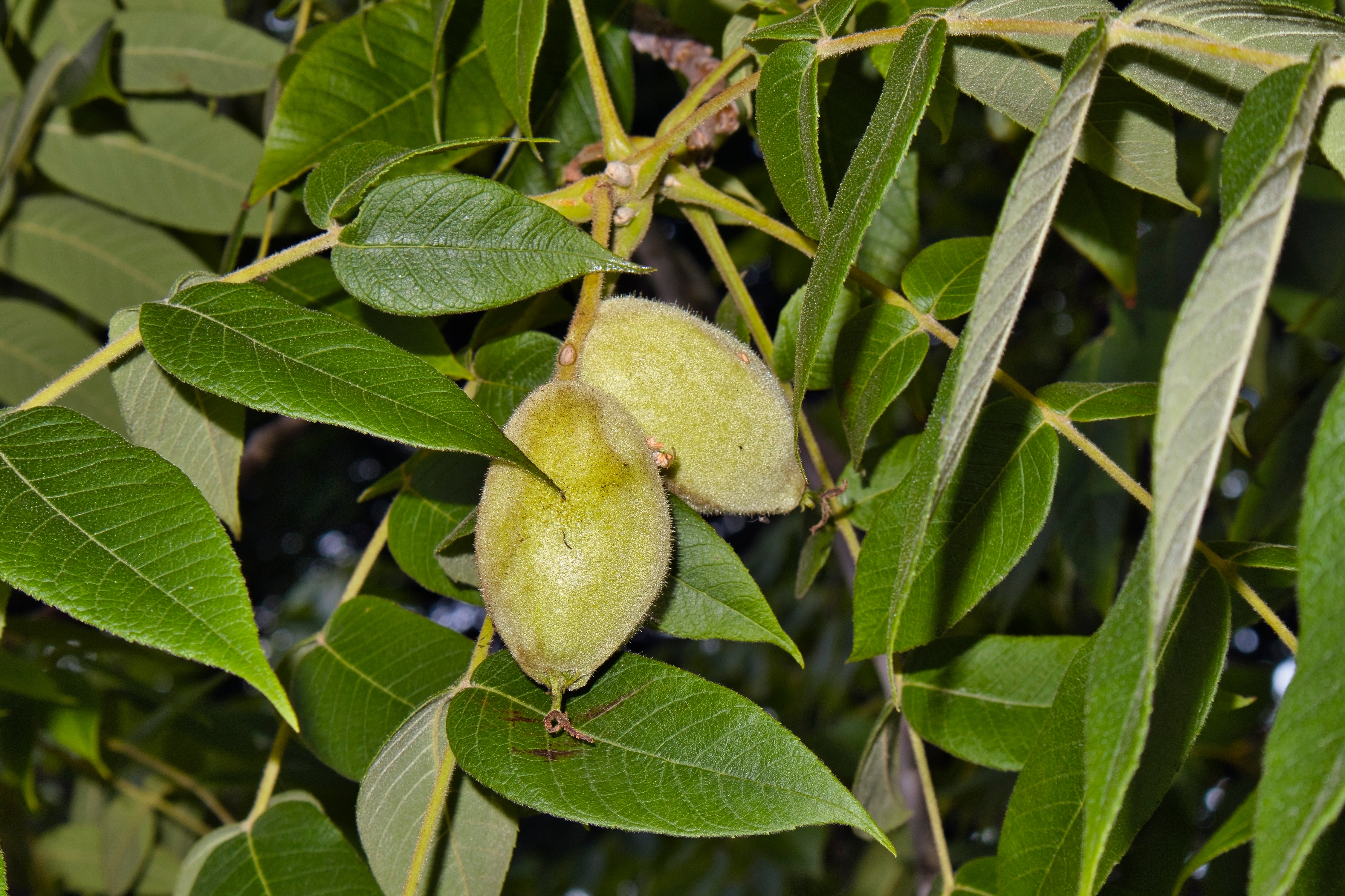 Butternut | Silvics of North America