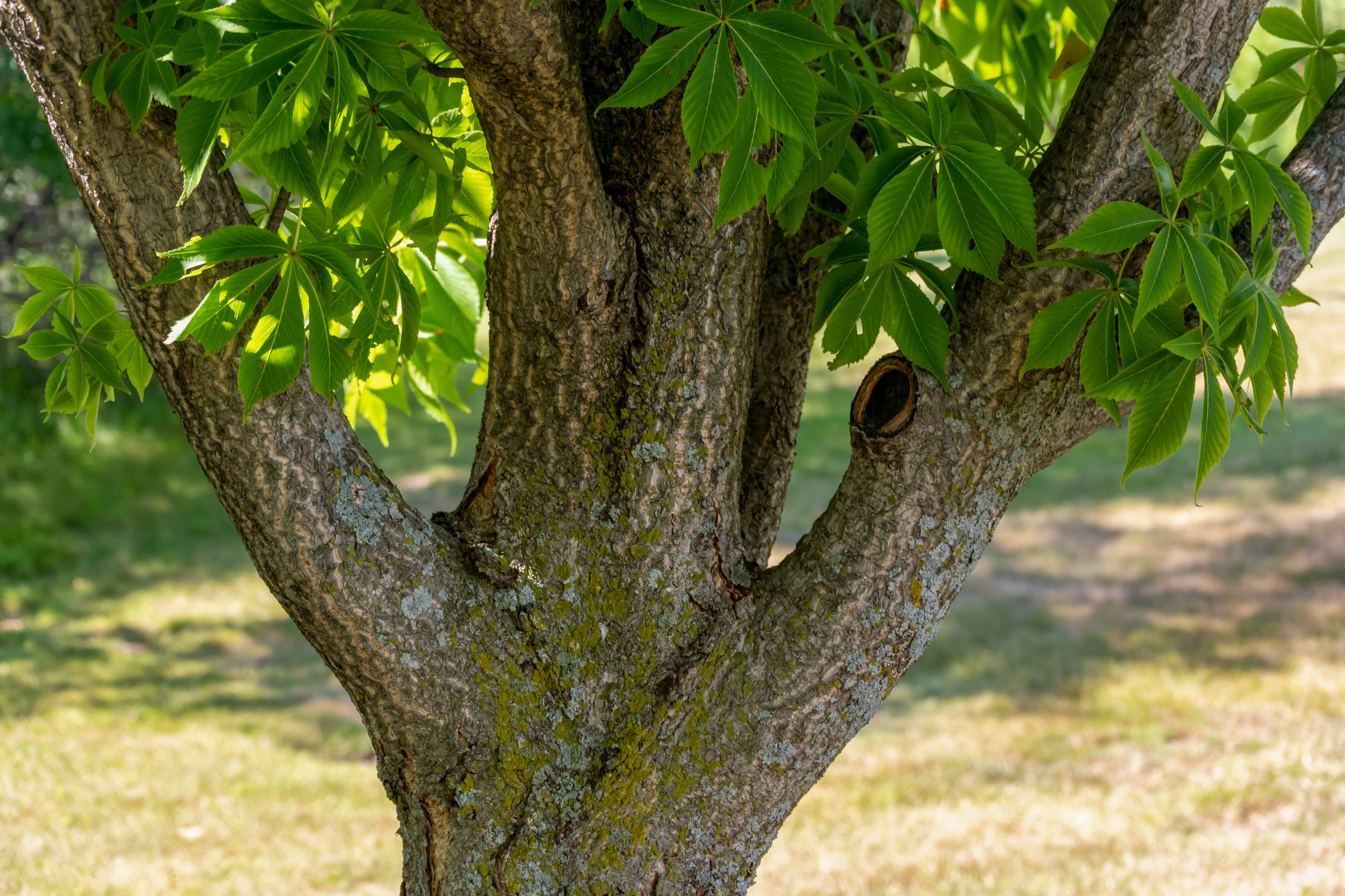 Ohio Buckeye | Silvics of North America
