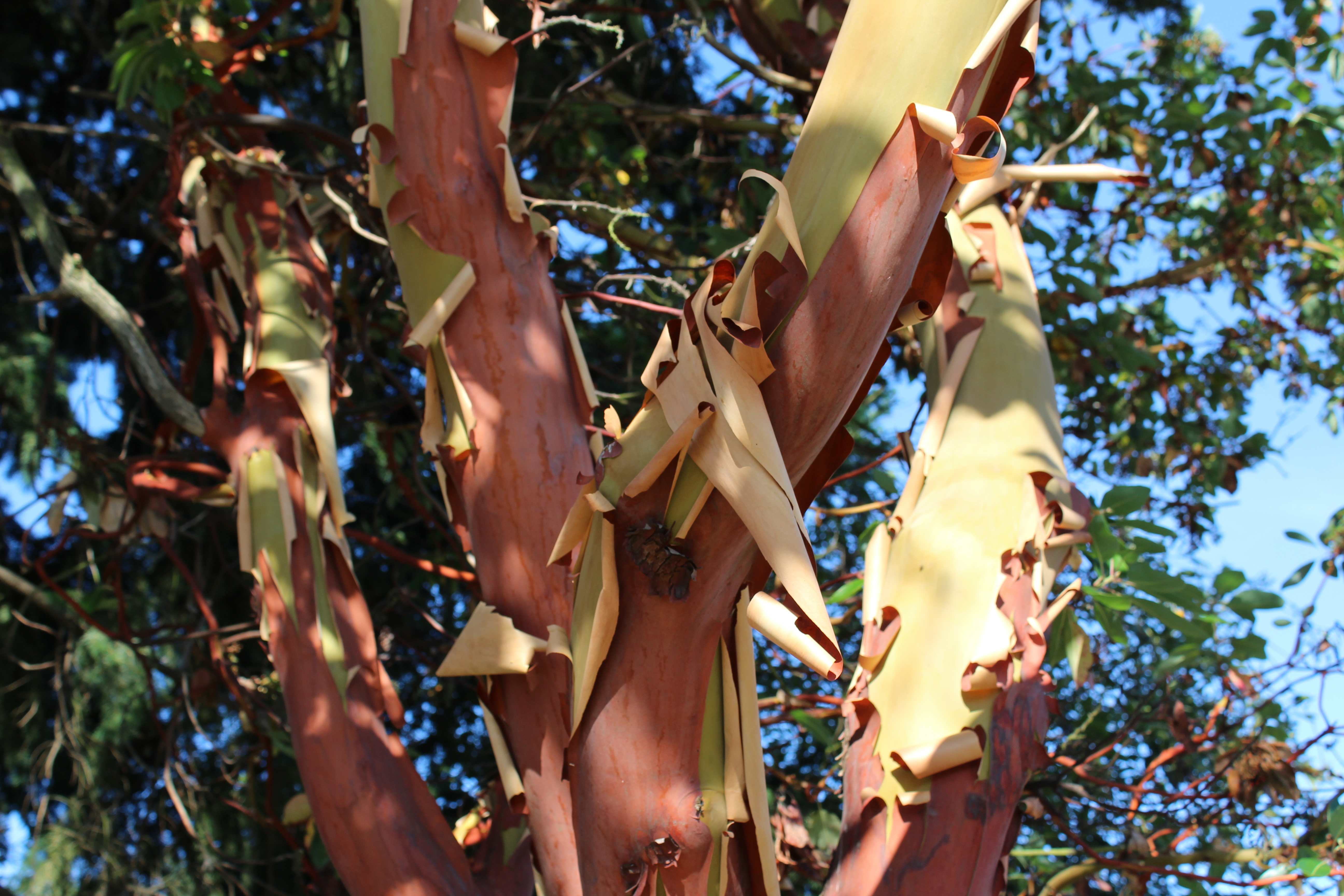 Pacific Madrone | Silvics of North America