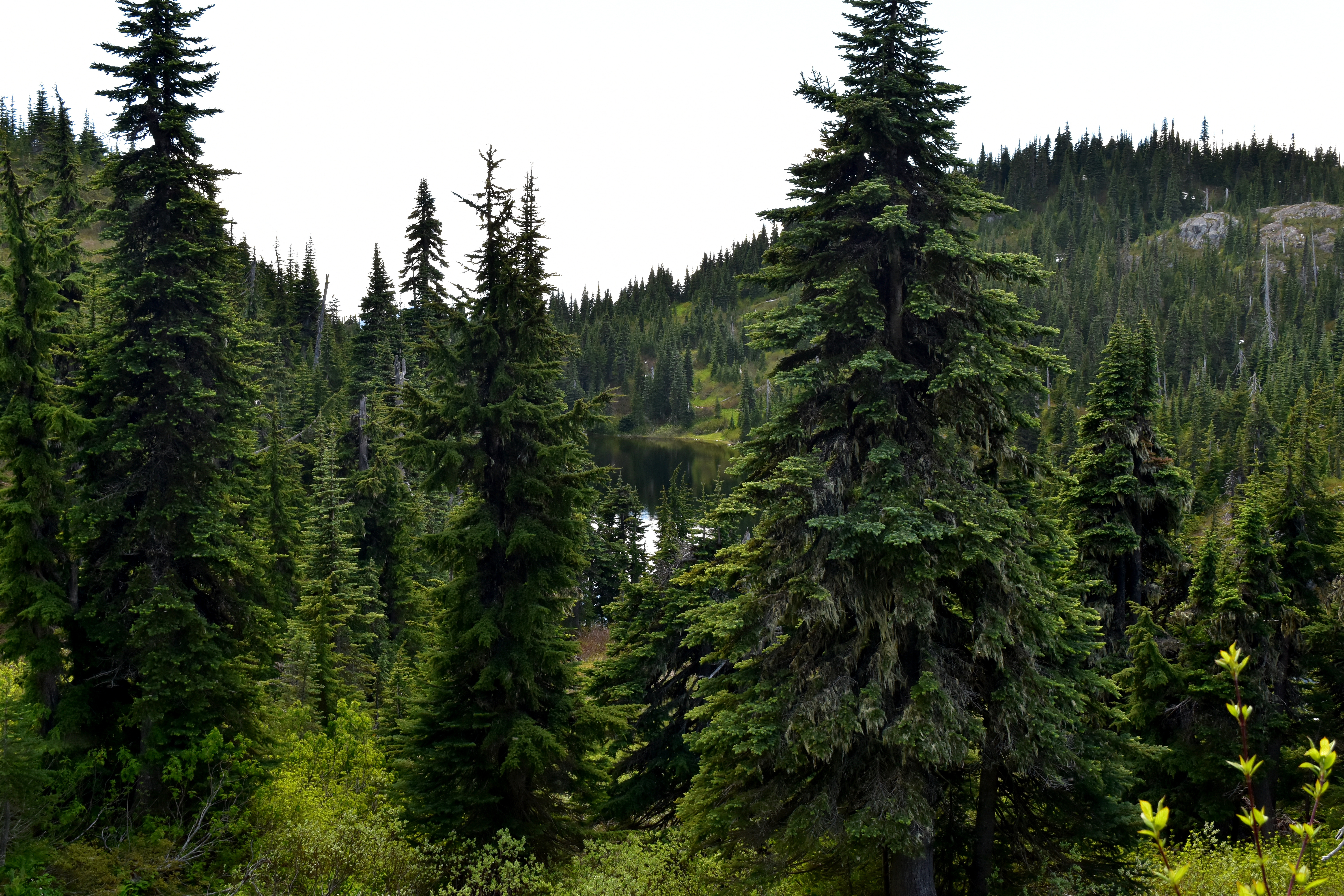 Pacific Silver Fir | Silvics of North America