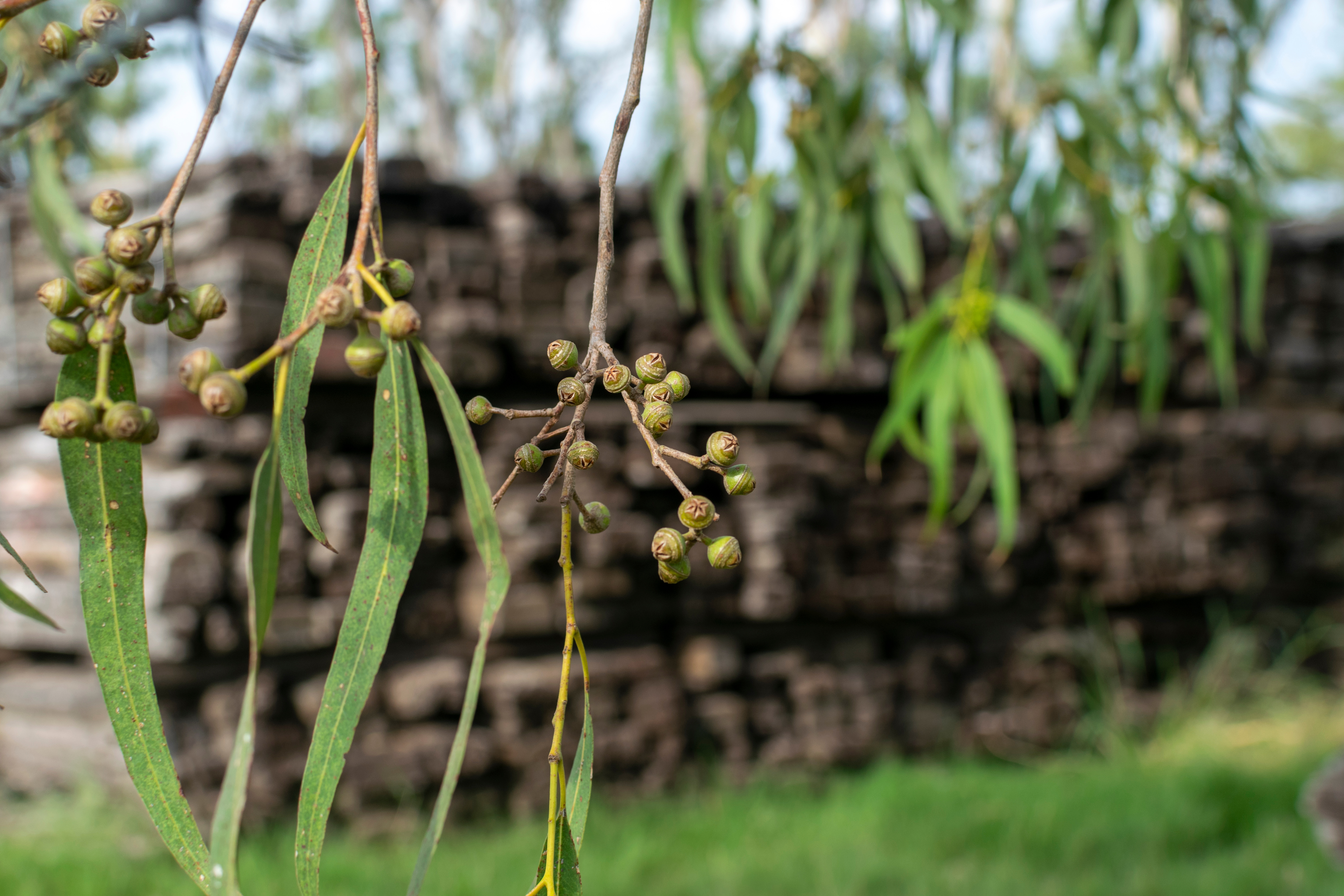 Robusta Eucalyptus | Silvics of North America