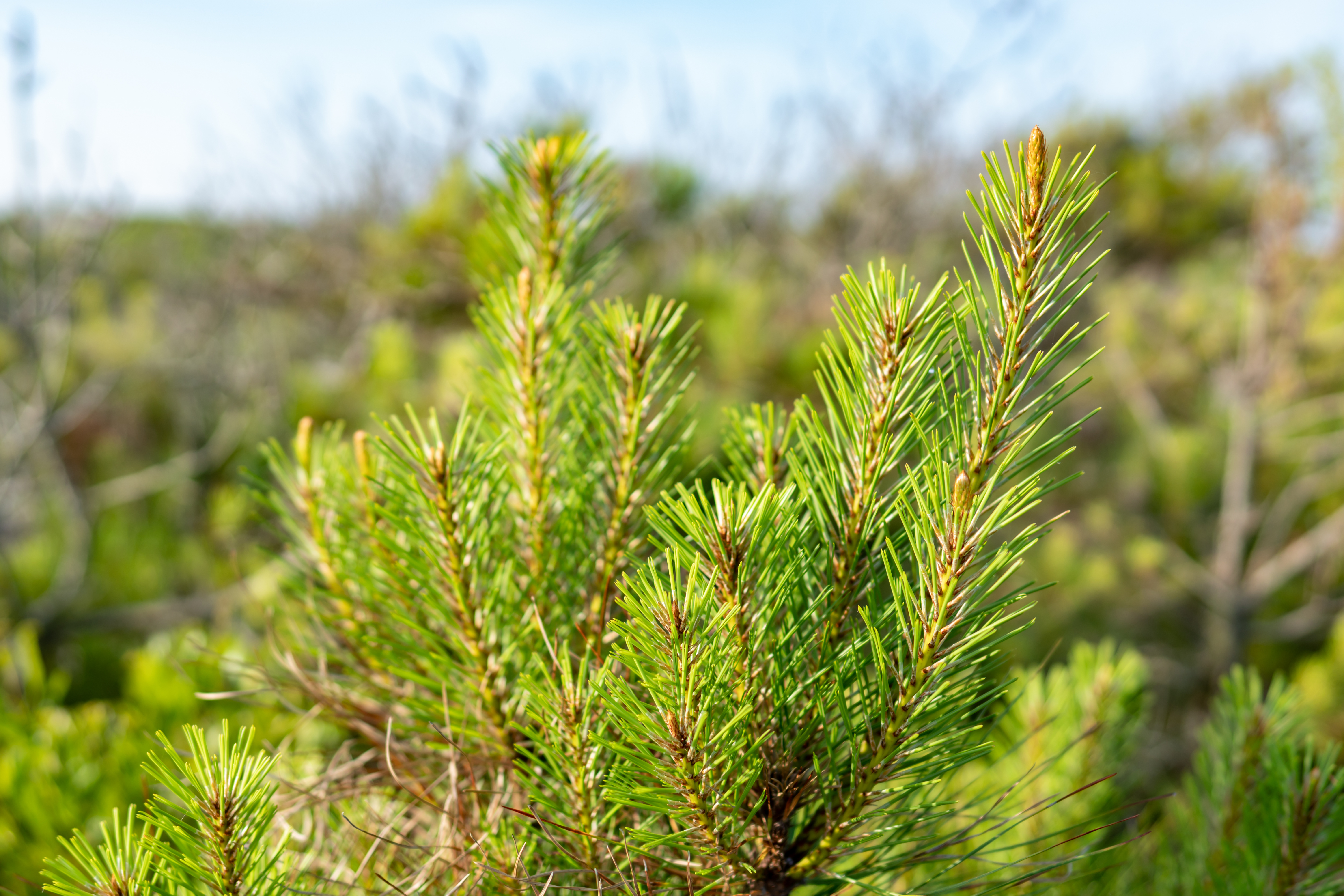 Sand Pine | Silvics of North America