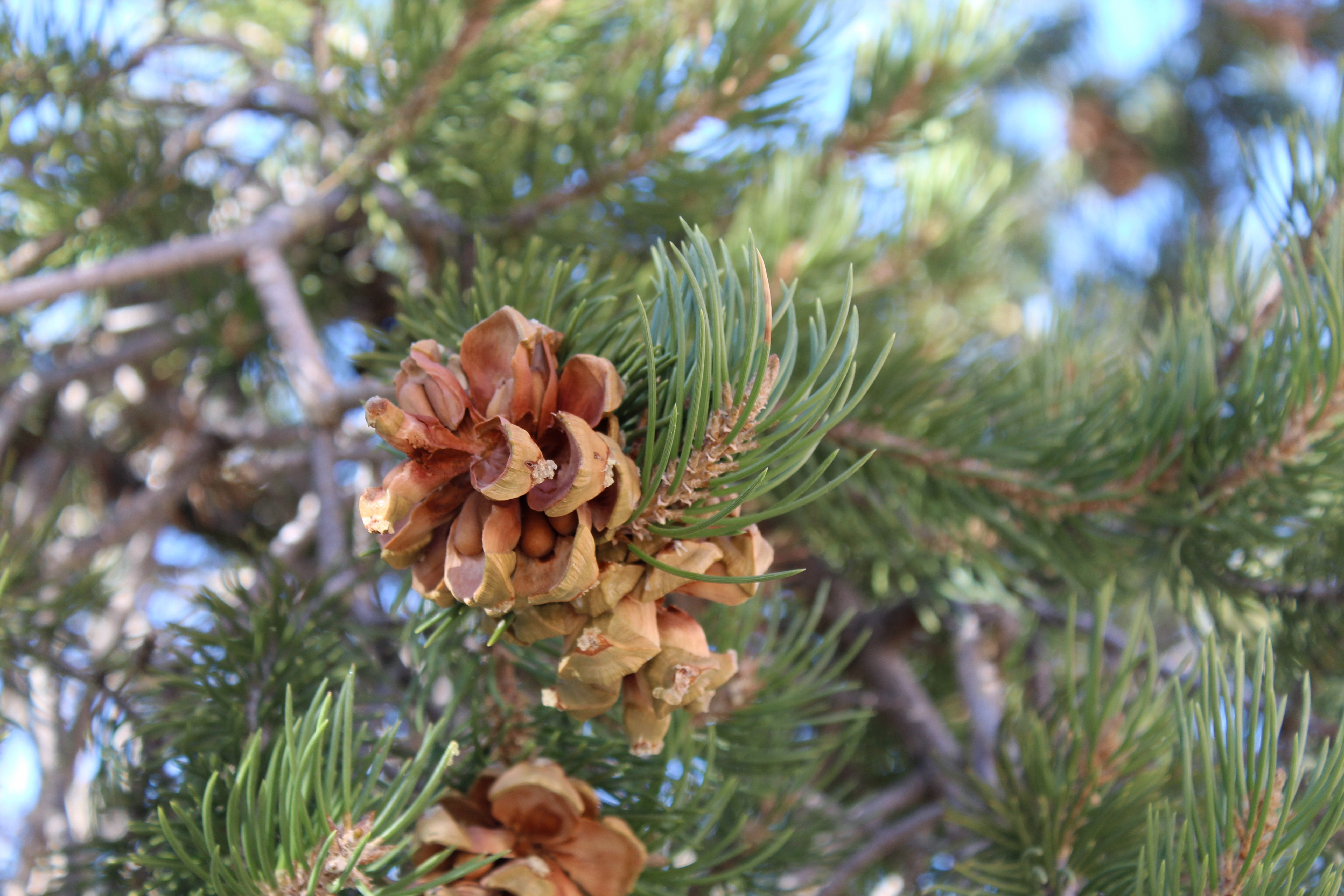 Singleleaf Pinyon | Silvics of North America