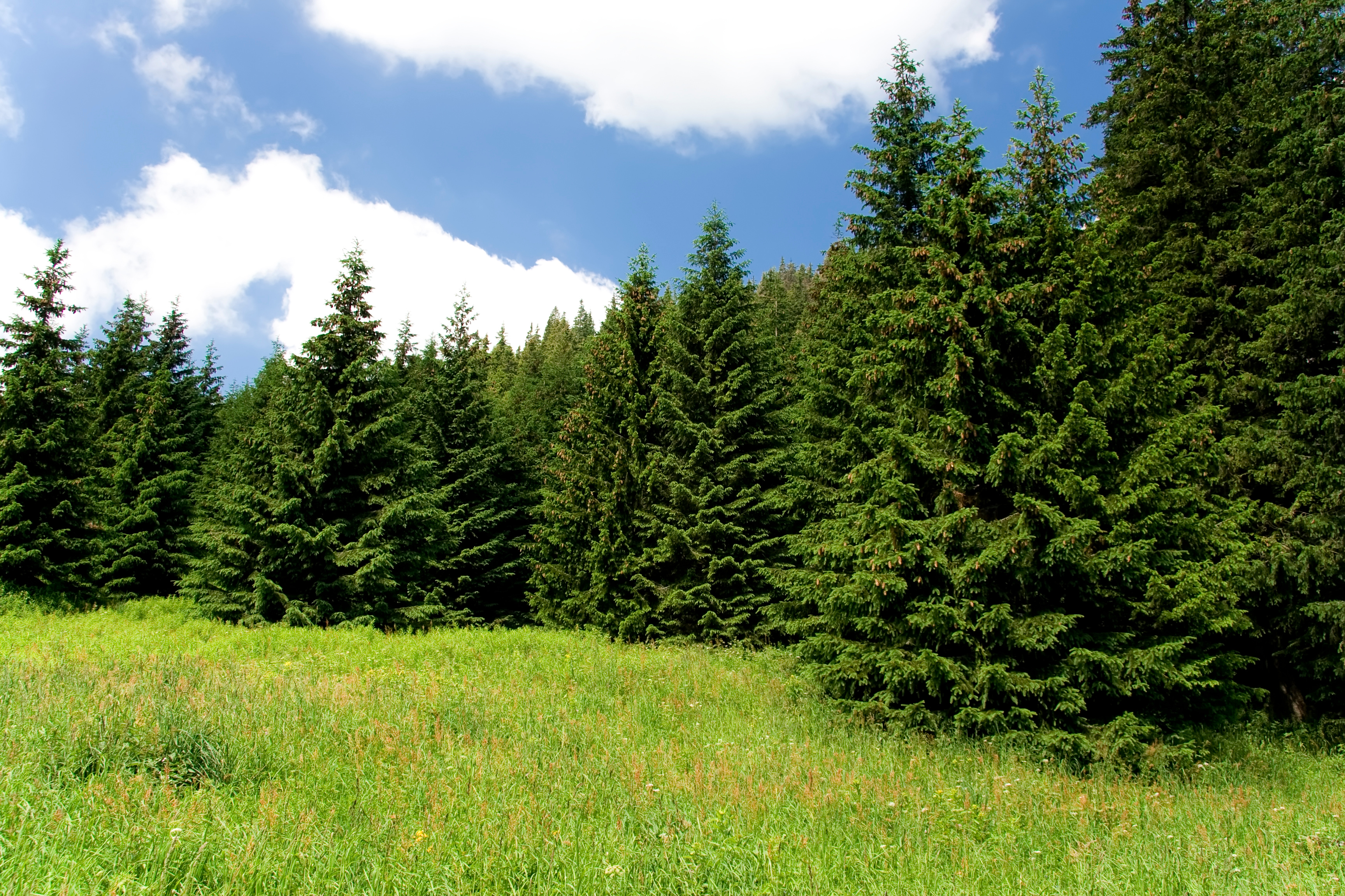 Spruce Pine | Silvics of North America