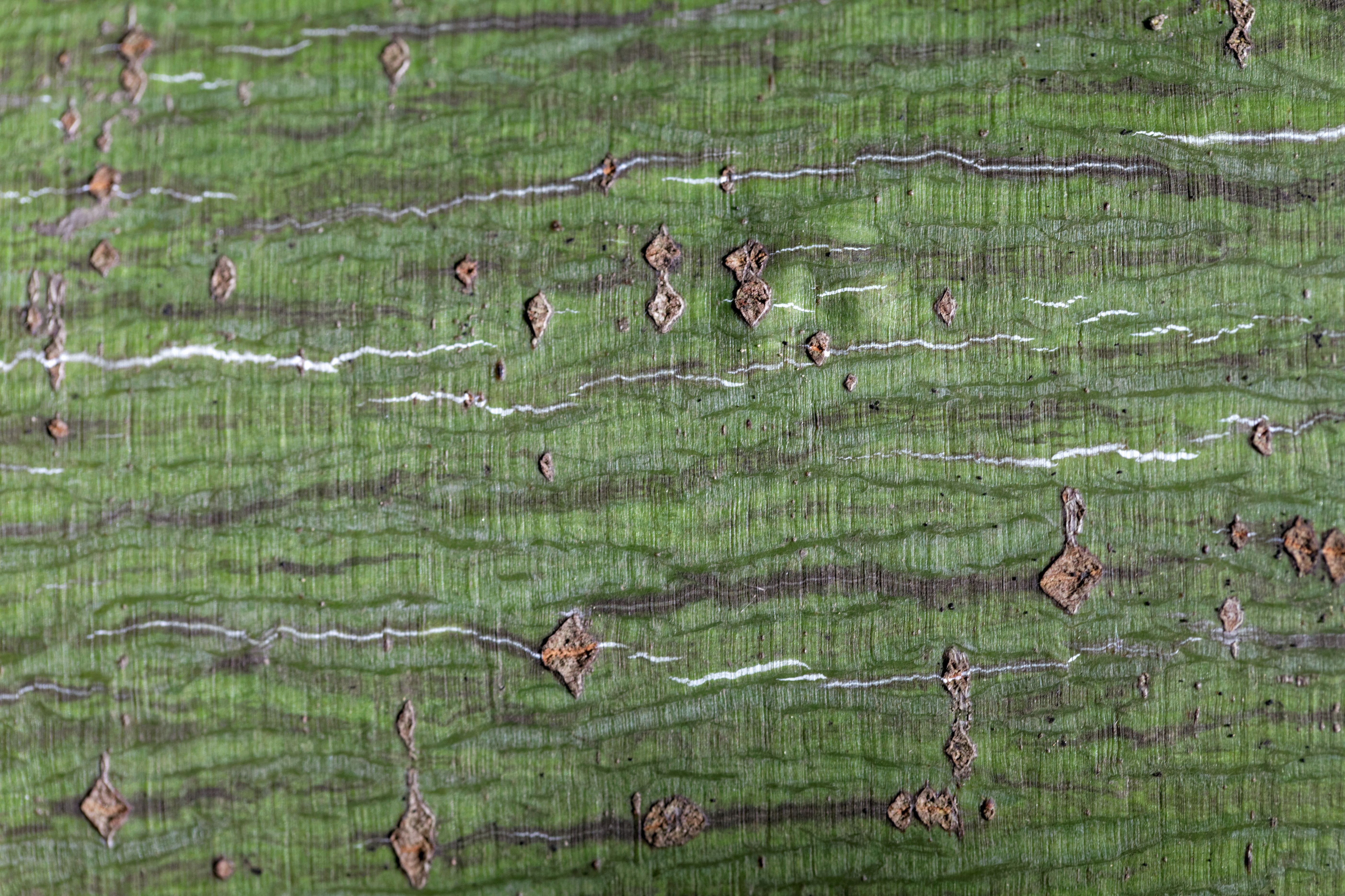 Striped Maple | Silvics of North America
