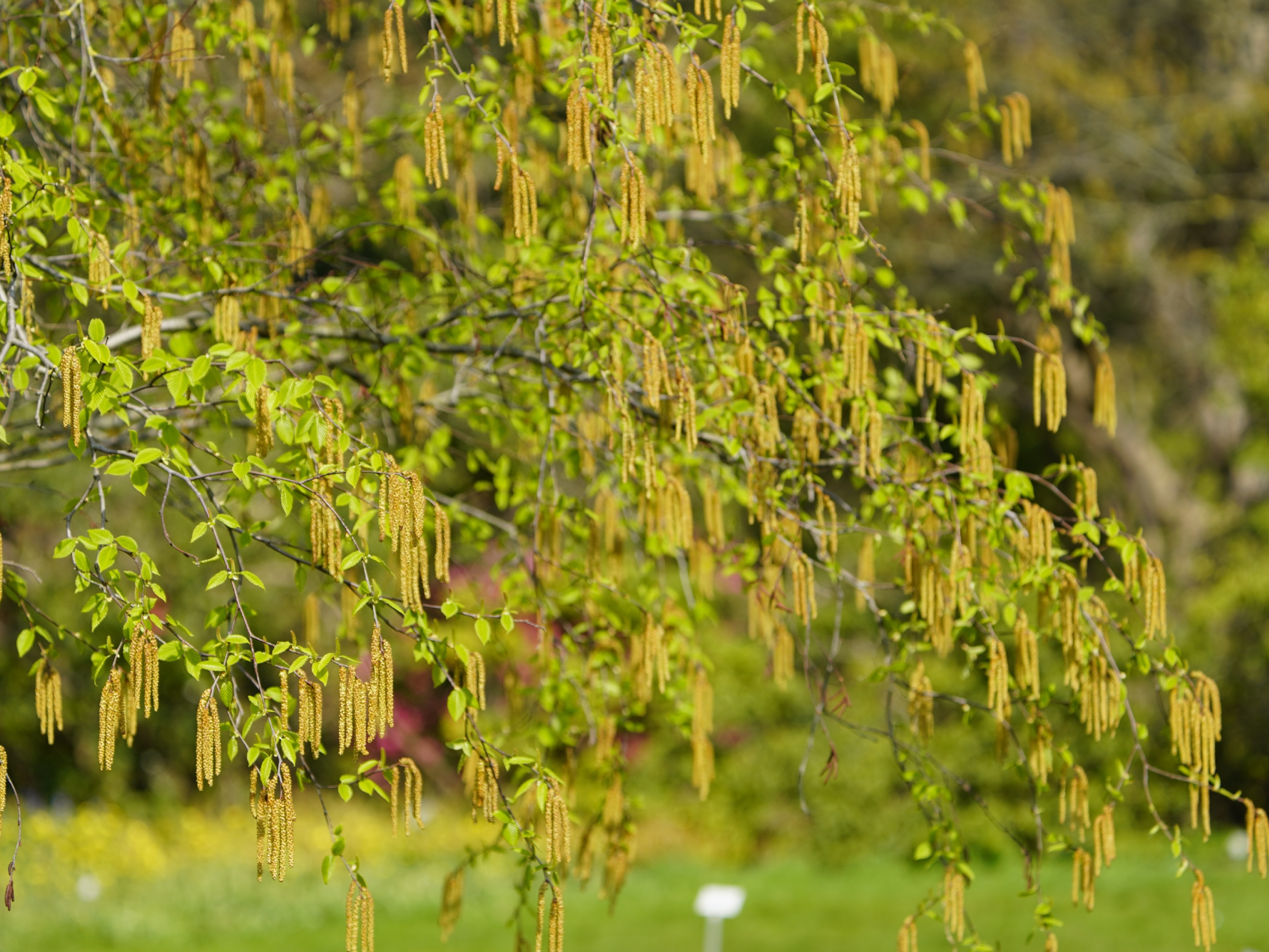 Sweet Birch | Silvics of North America
