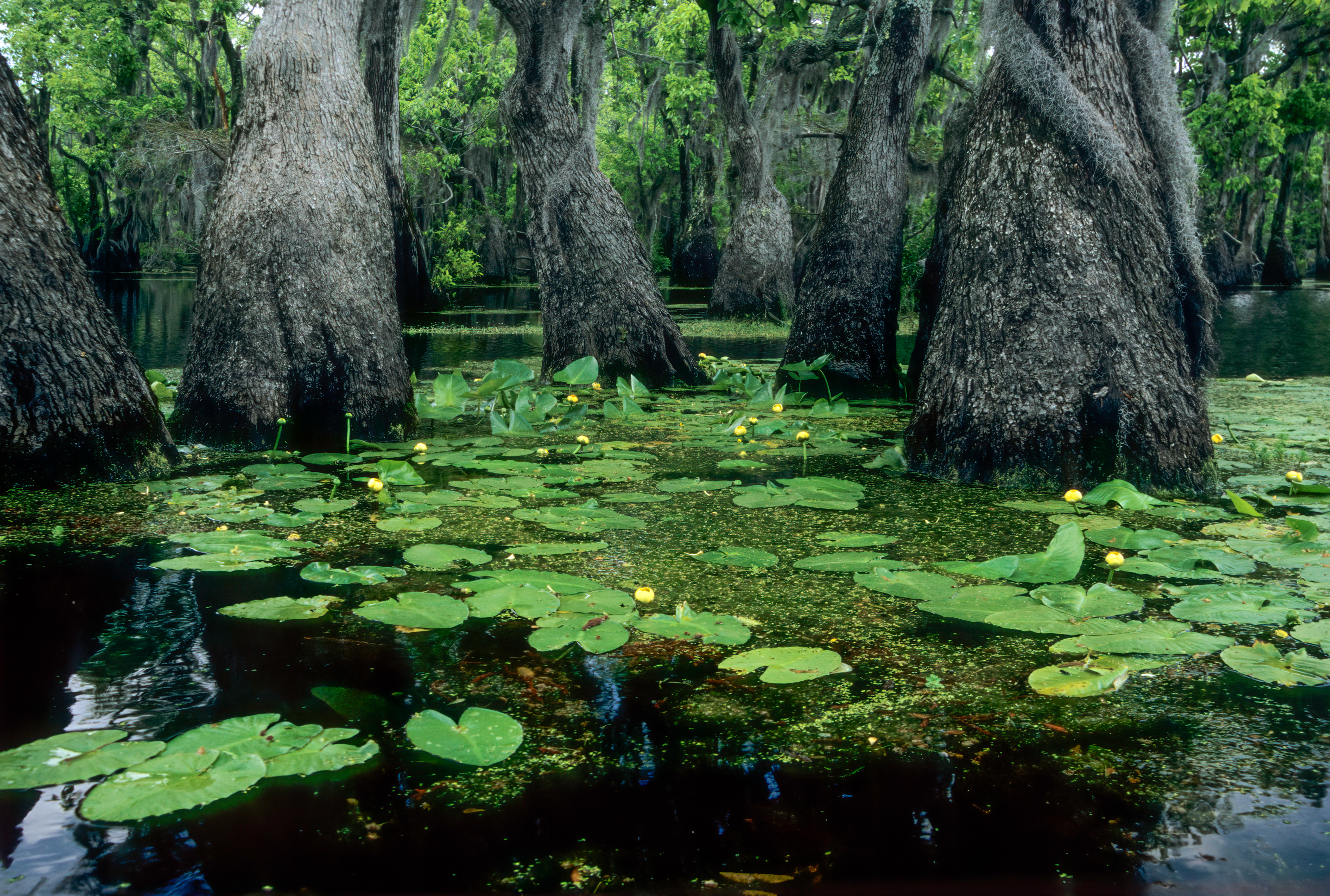 Water Tupelo | Silvics of North America
