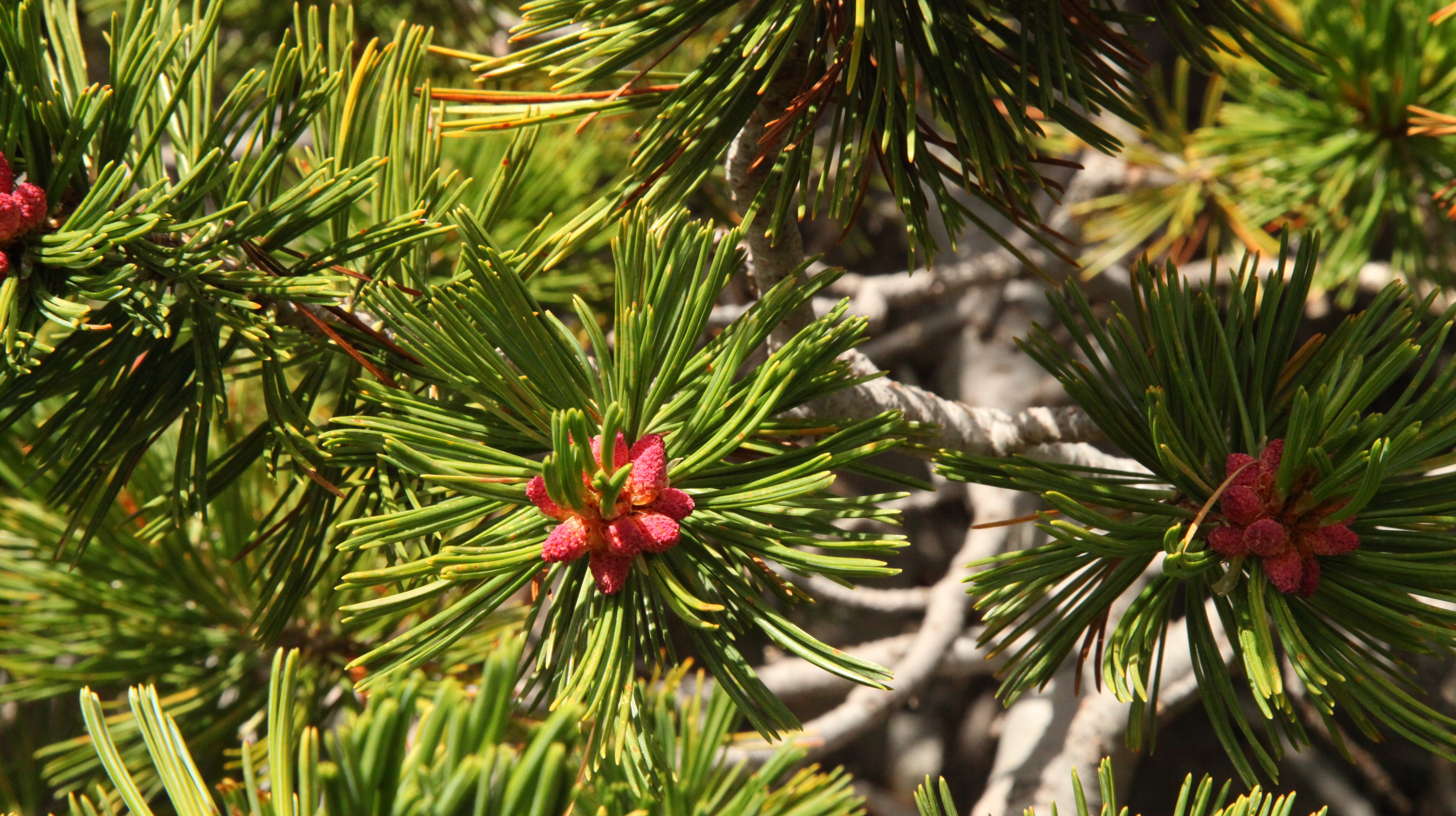 Whitebark Pine | Silvics of North America