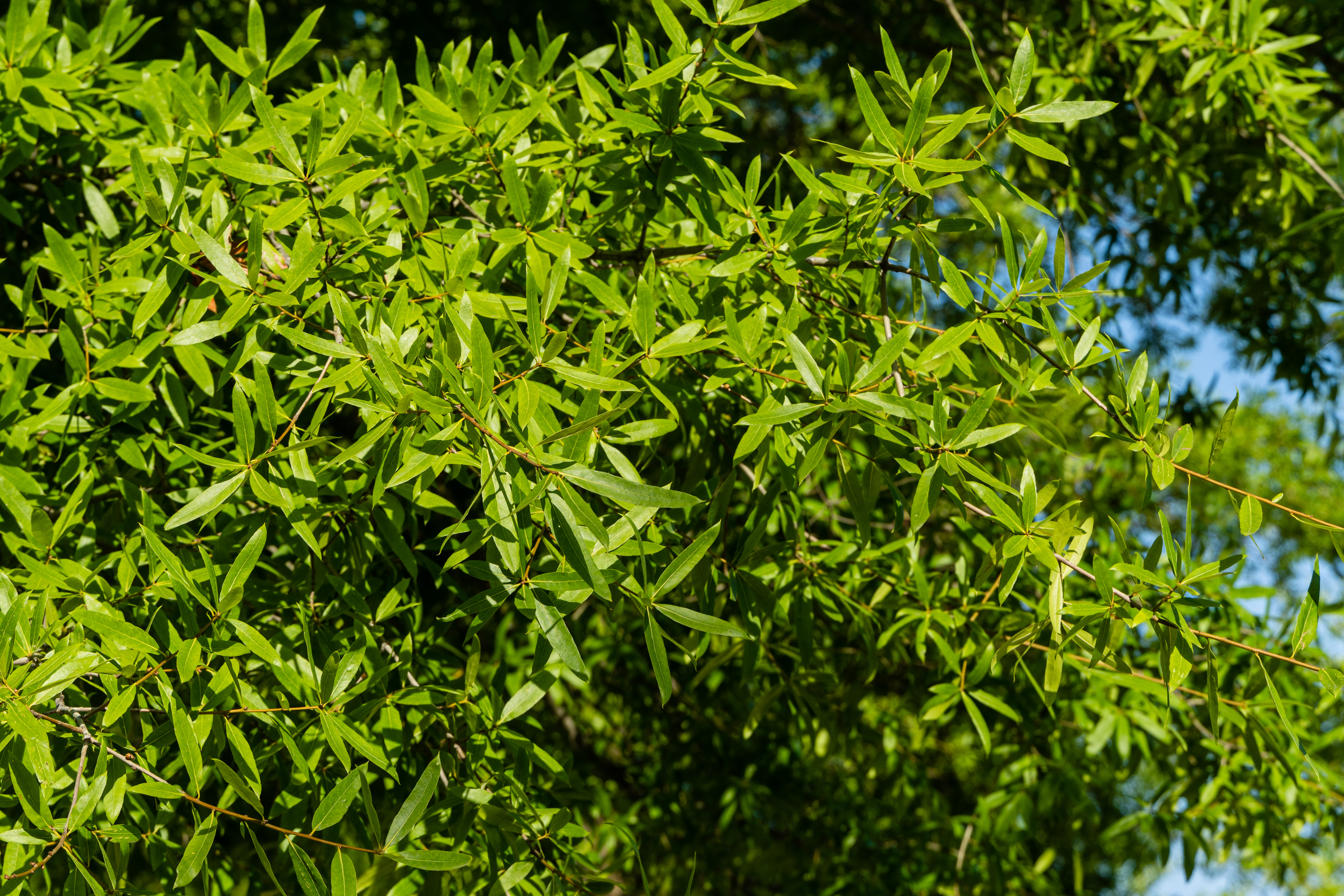 Willow Oak | Silvics of North America