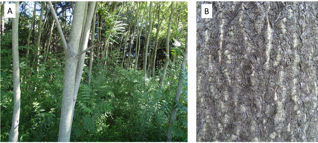 Ailanthus | Silvics of North America