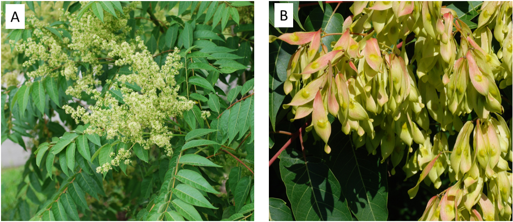 Ailanthus | Silvics of North America