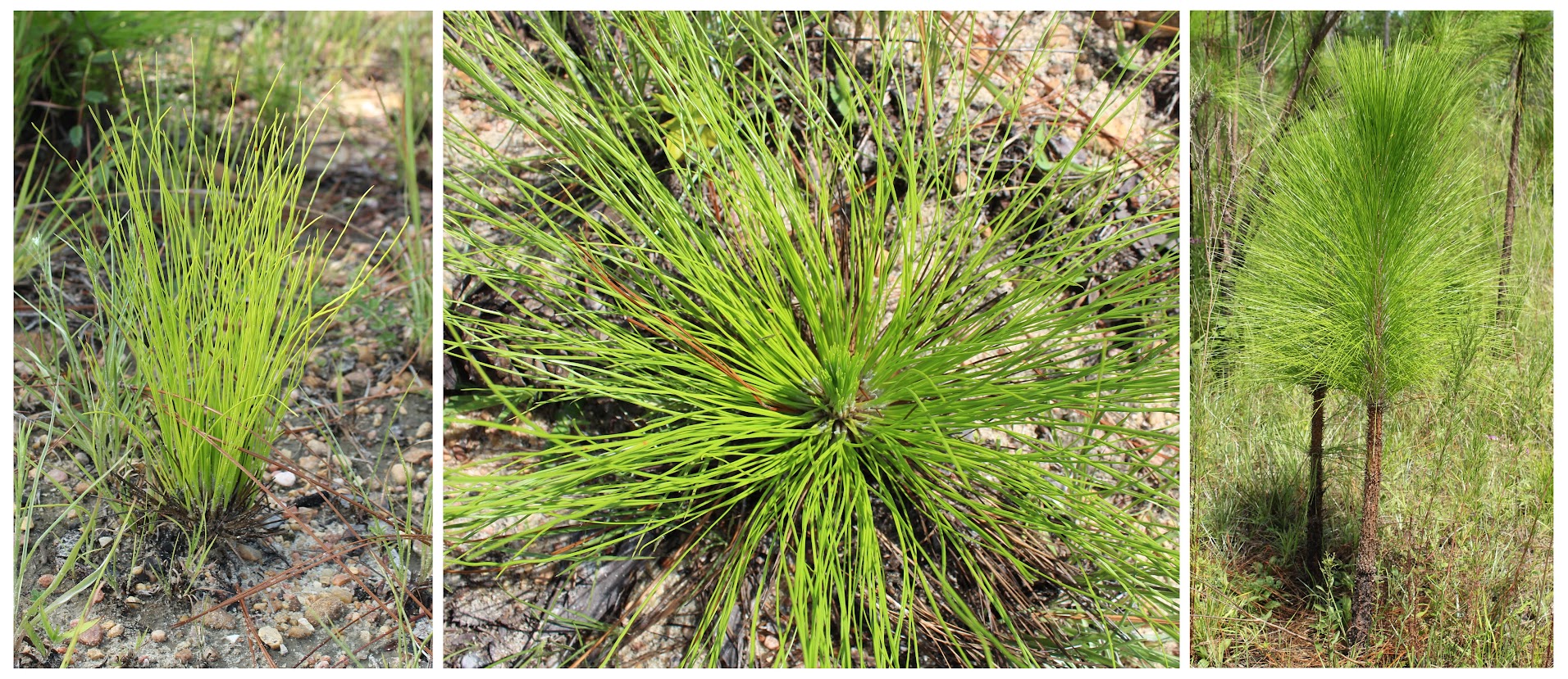 Longleaf Pine | Silvics of North America
