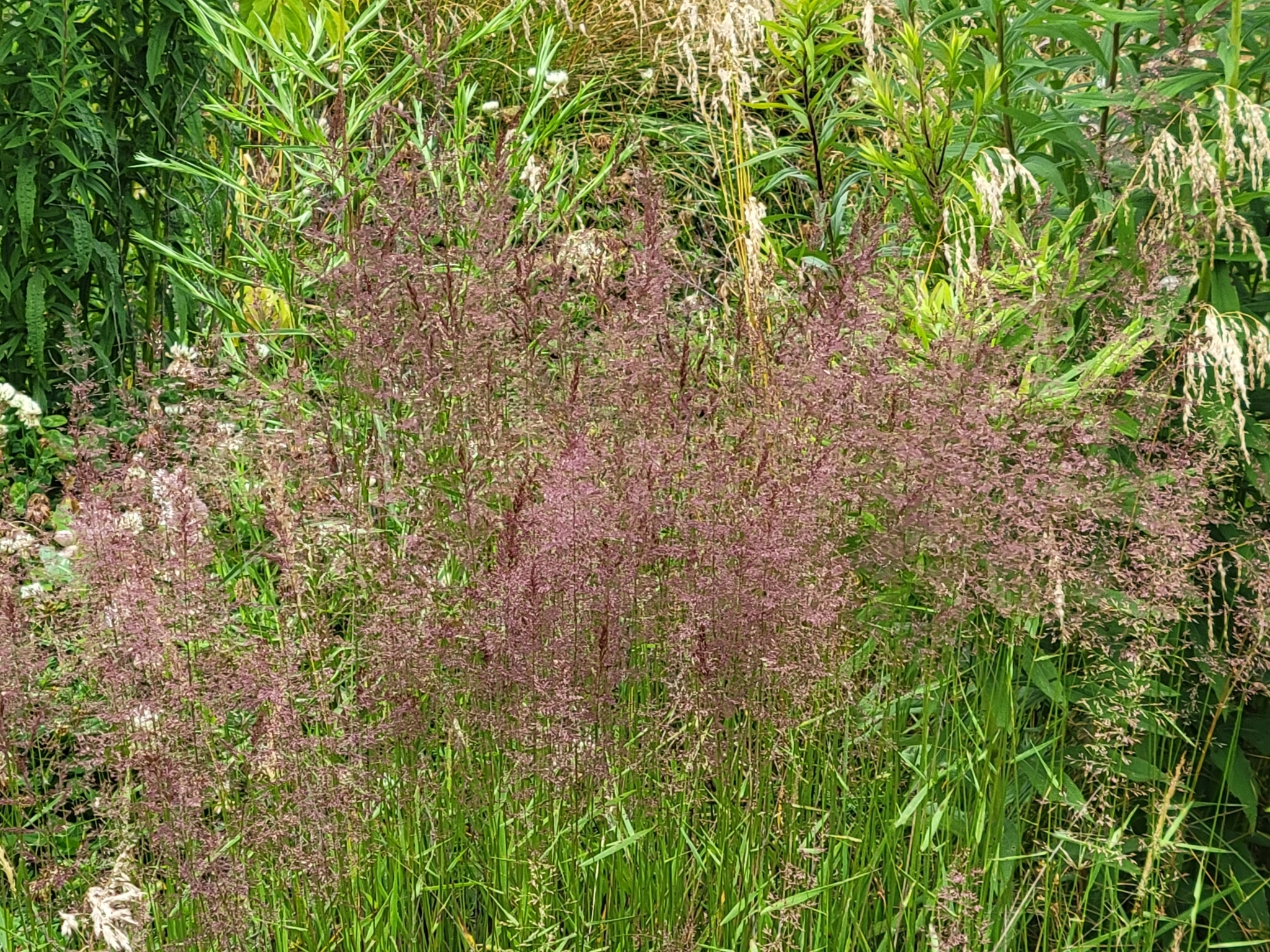 Agrostis gigantea, redtop | US Forest Service Research and Development