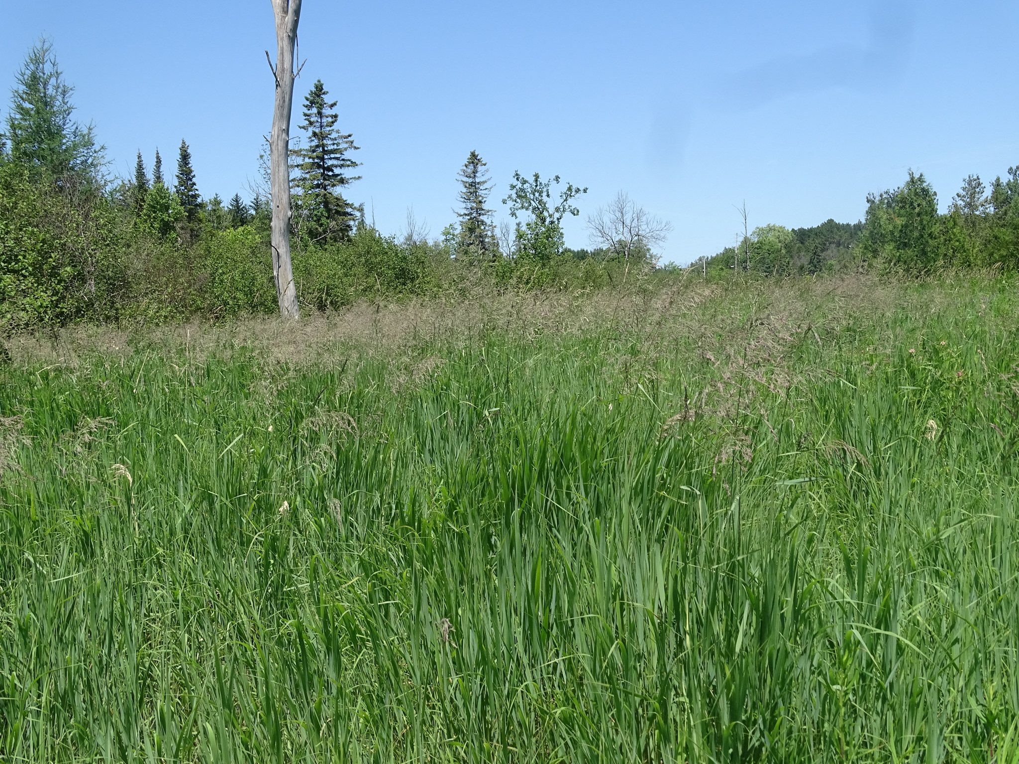 Calamagrostis canadensis, bluejoint | US Forest Service Research and ...