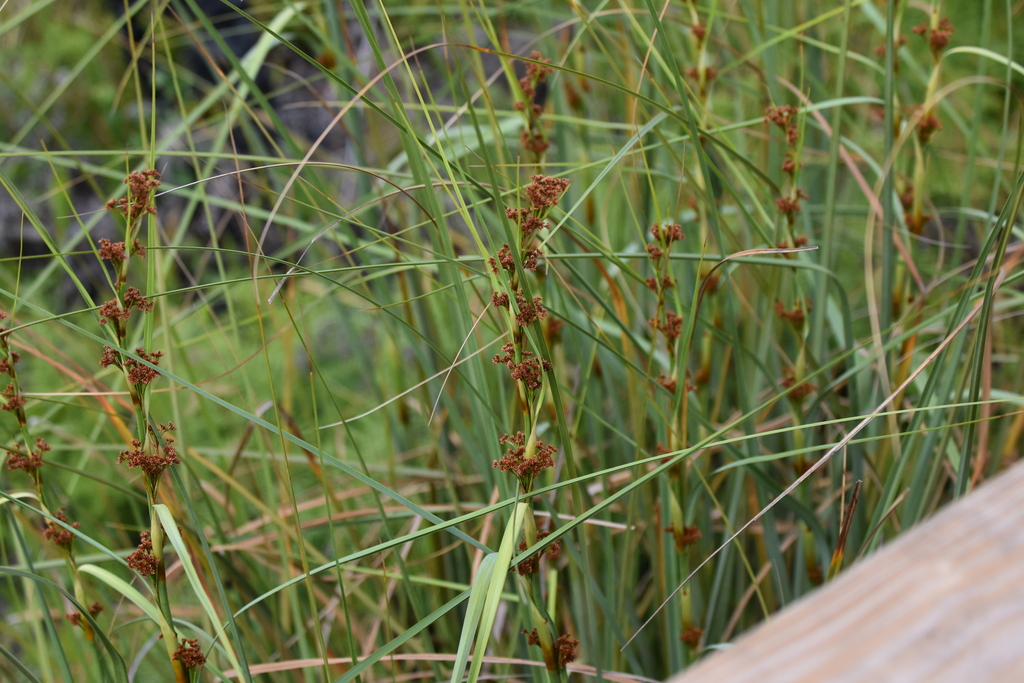 Cladium mariscus subsp. jamaicense, Jamaica swamp sawgrass | US Forest ...