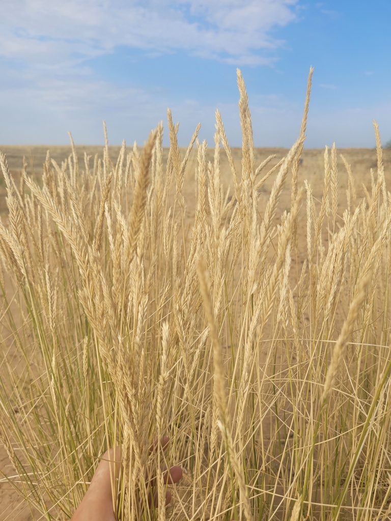 Agropyron desertorum, desert wheatgrass | US Forest Service Research ...