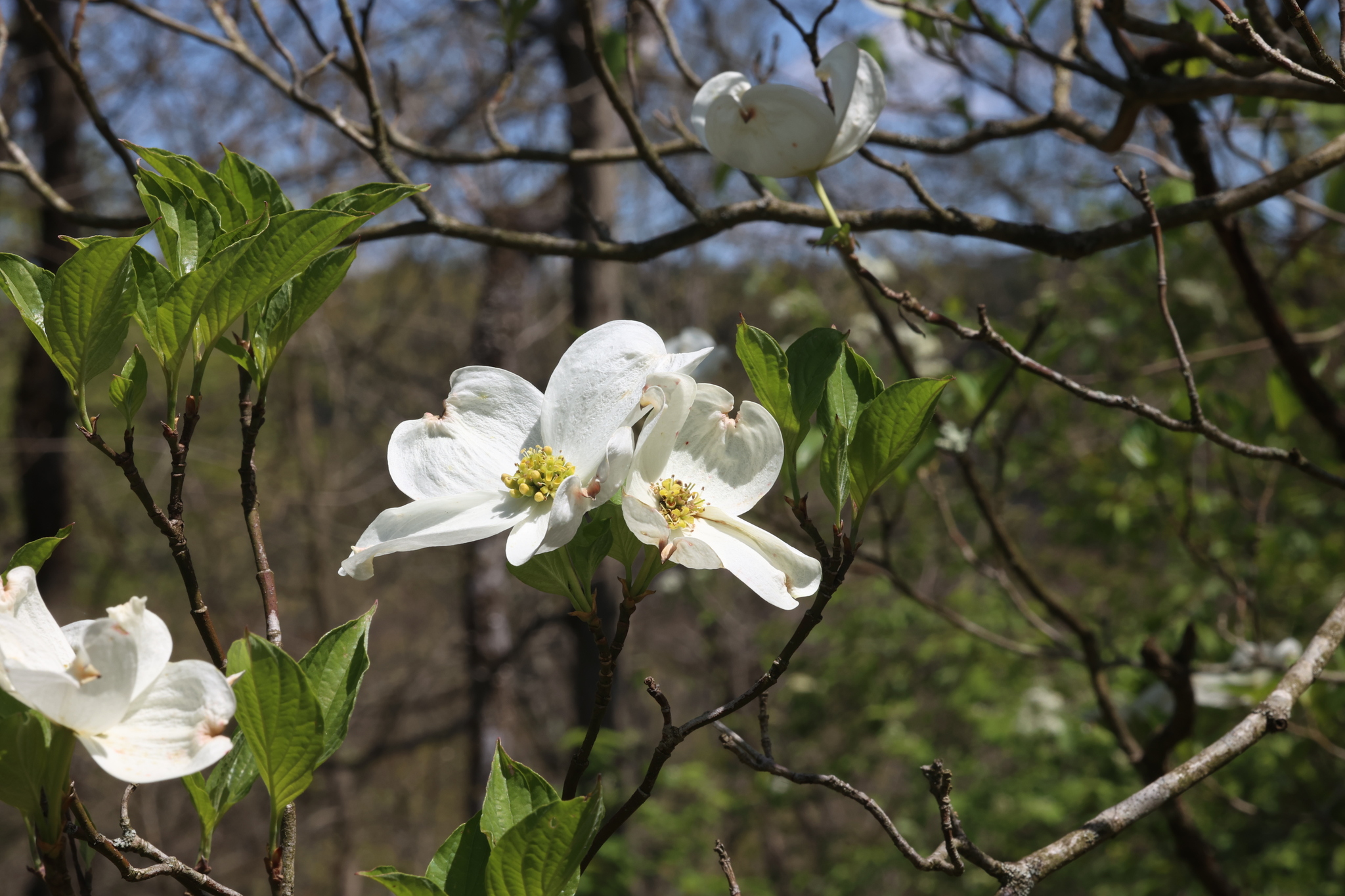 Cornus florida, flowering dogwood | US Forest Service Research and ...
