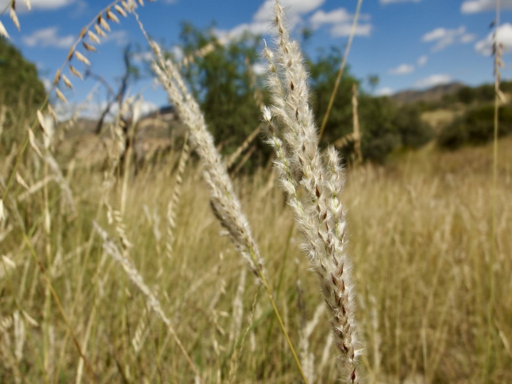 Digitaria californica, Arizona cottontop | US Forest Service Research ...