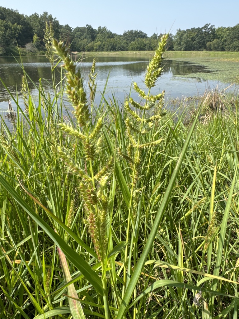 Echinochloa crus-galli, barnyardgrass | US Forest Service Research and ...