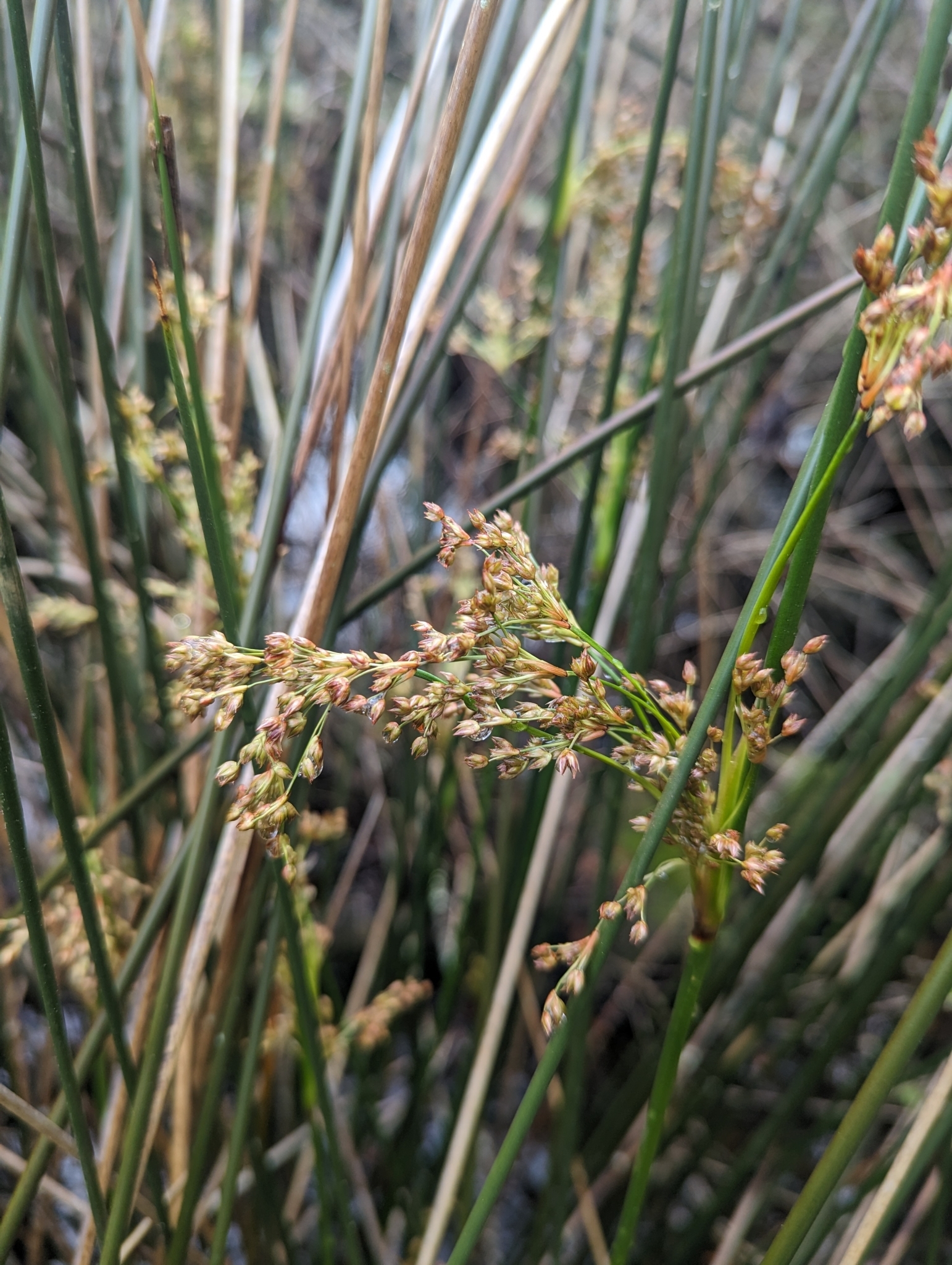 Juncus roemerianus, needlegrass rush | US Forest Service Research and ...
