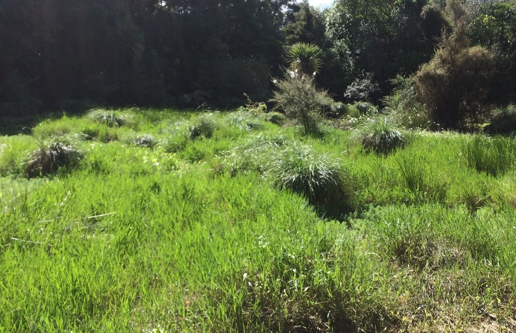 Paspalum distichum, knotgrass | US Forest Service Research and Development