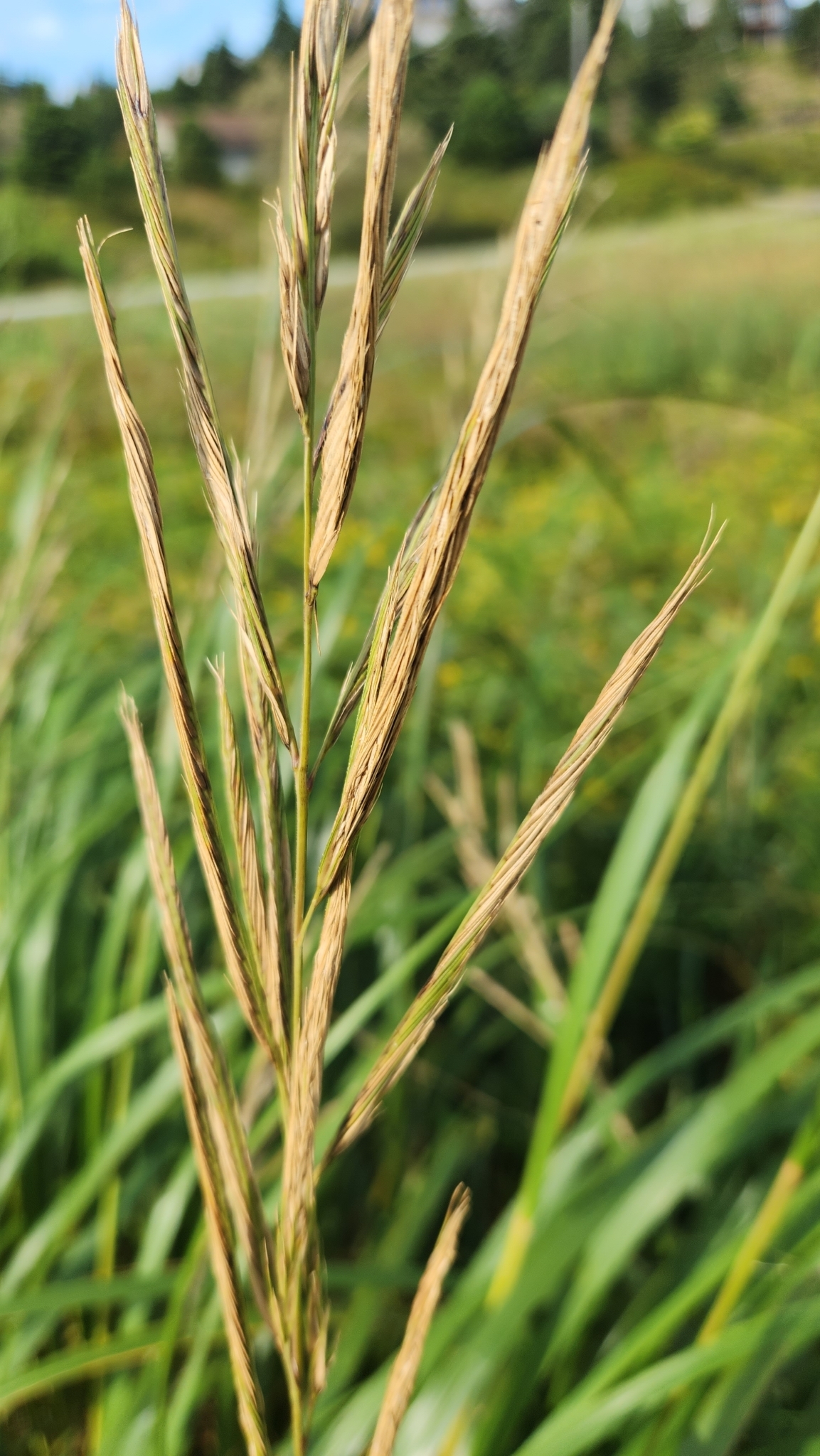Spartina pectinata, prairie cordgrass | US Forest Service Research and ...