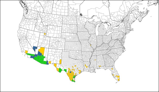 Pennisetum ciliare, buffelgrass | US Forest Service Research and ...