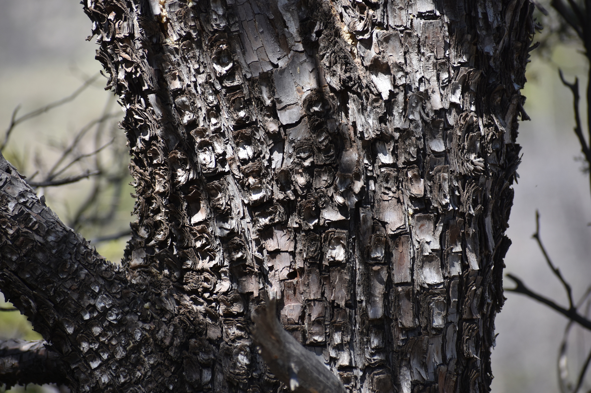 Juniperus deppeana, alligator juniper | US Forest Service Research and ...