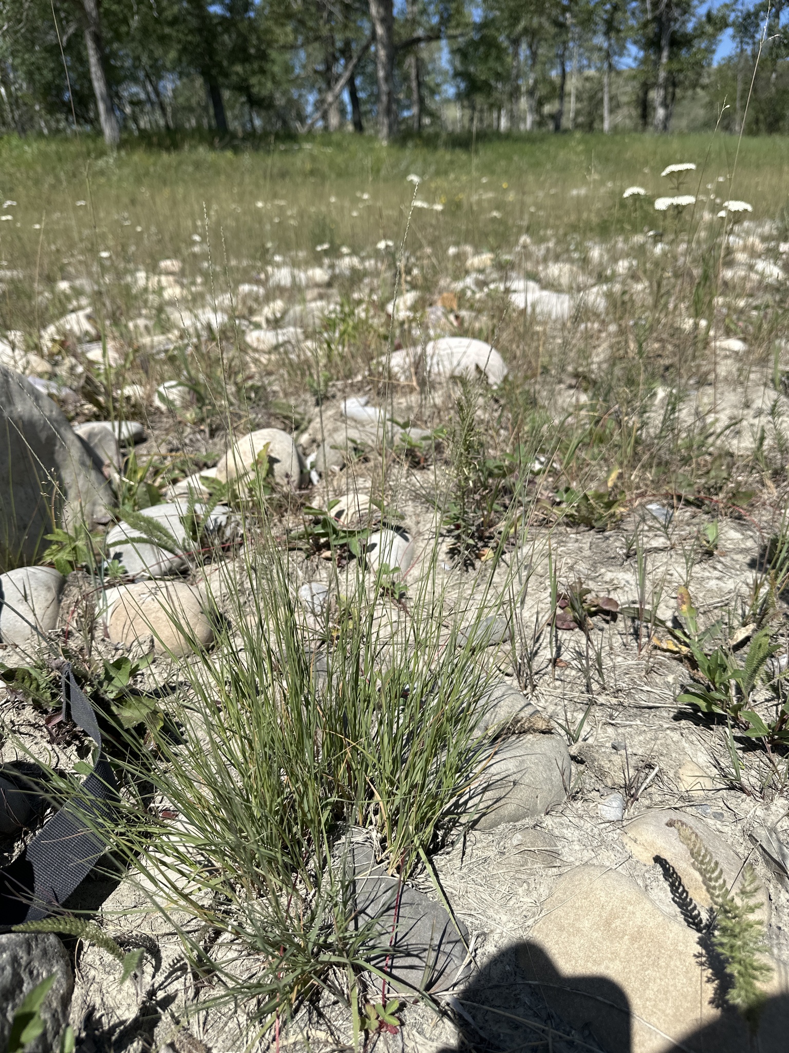 Muhlenbergia cuspidata, plains muhly | US Forest Service Research and ...