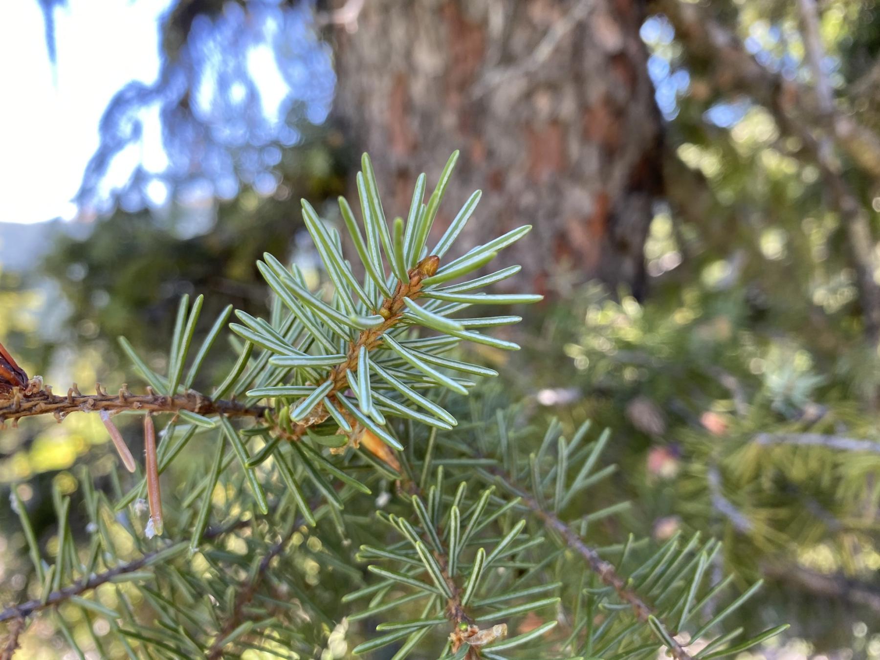 Picea breweriana, Brewer spruce | US Forest Service Research and ...