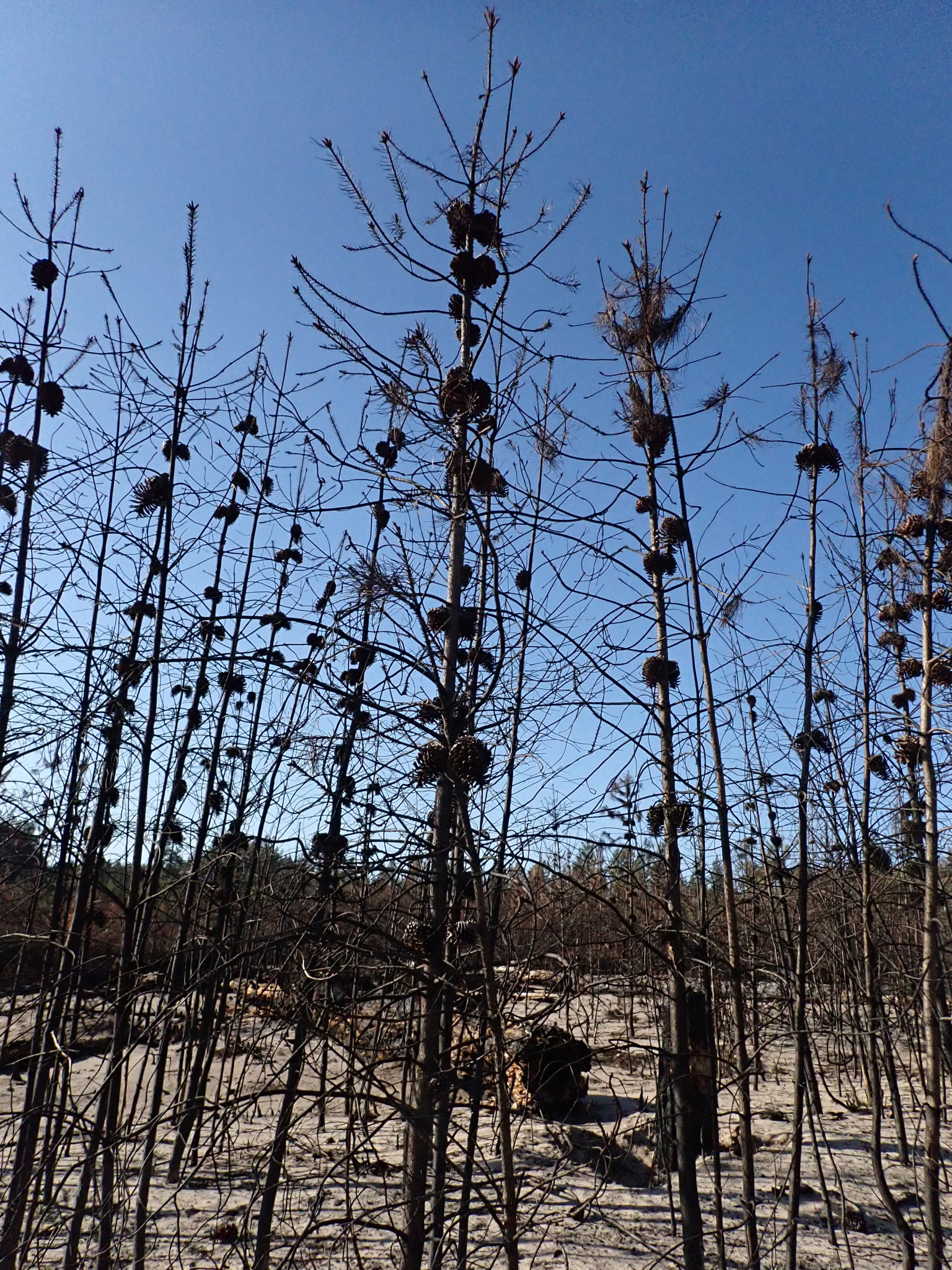 Pinus attenuata, knobcone pine | US Forest Service Research and Development