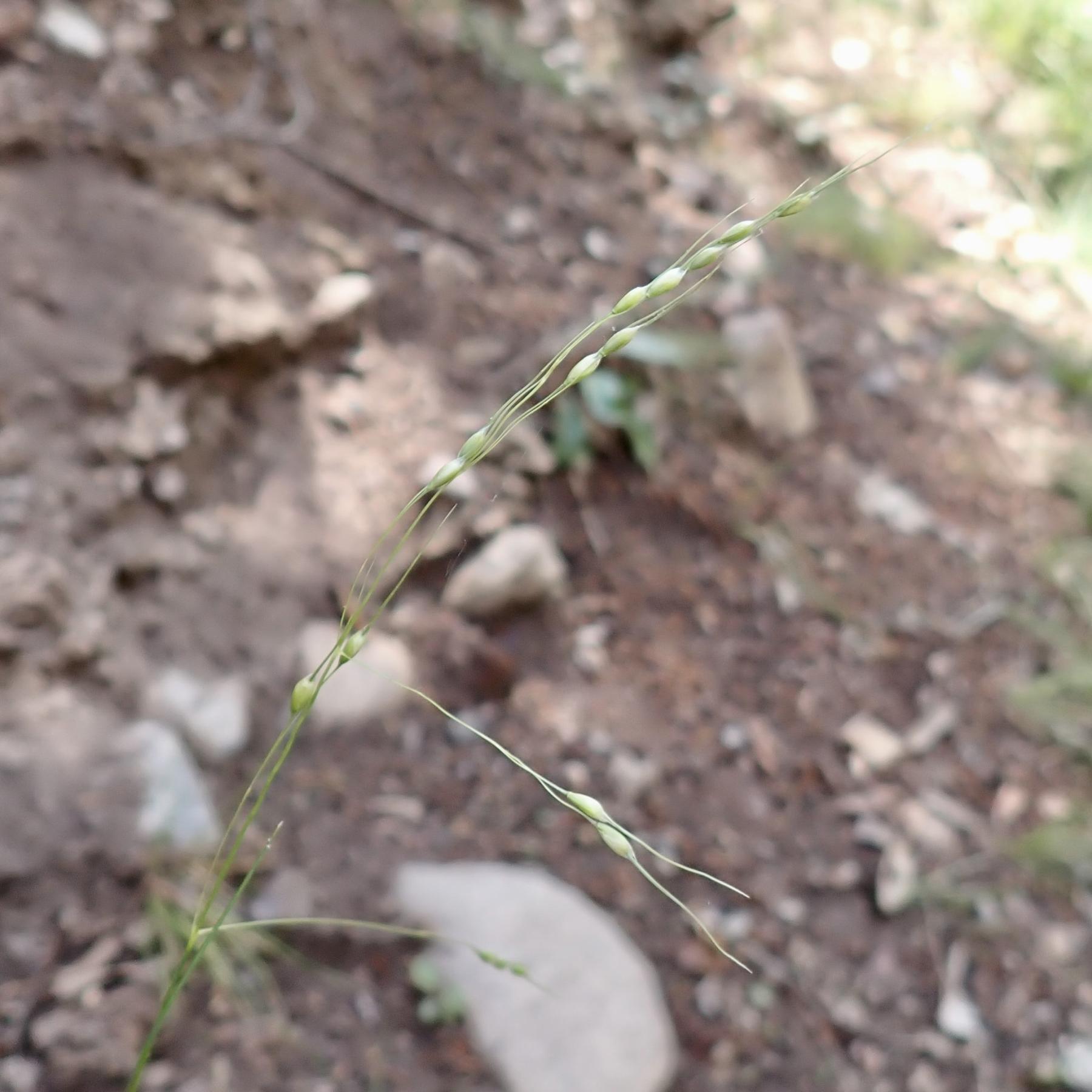 Piptochaetium fimbriatum, pinyon ricegrass | US Forest Service Research ...