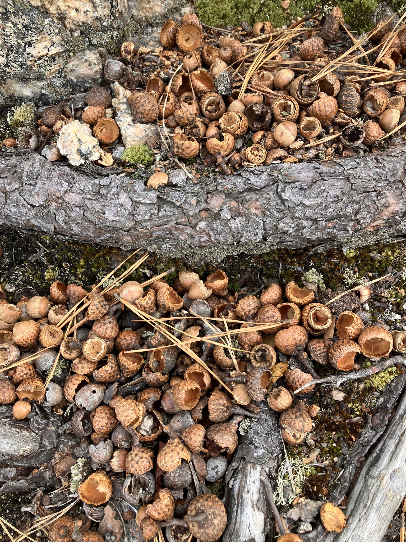 Quercus coccinea, scarlet oak | US Forest Service Research and Development