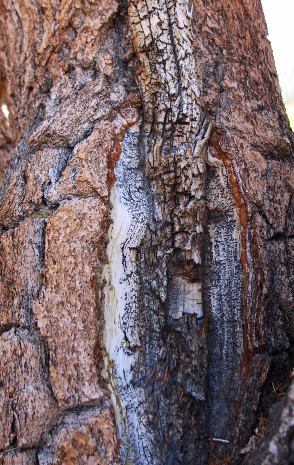 Pinus balfouriana, foxtail pine | US Forest Service Research and ...