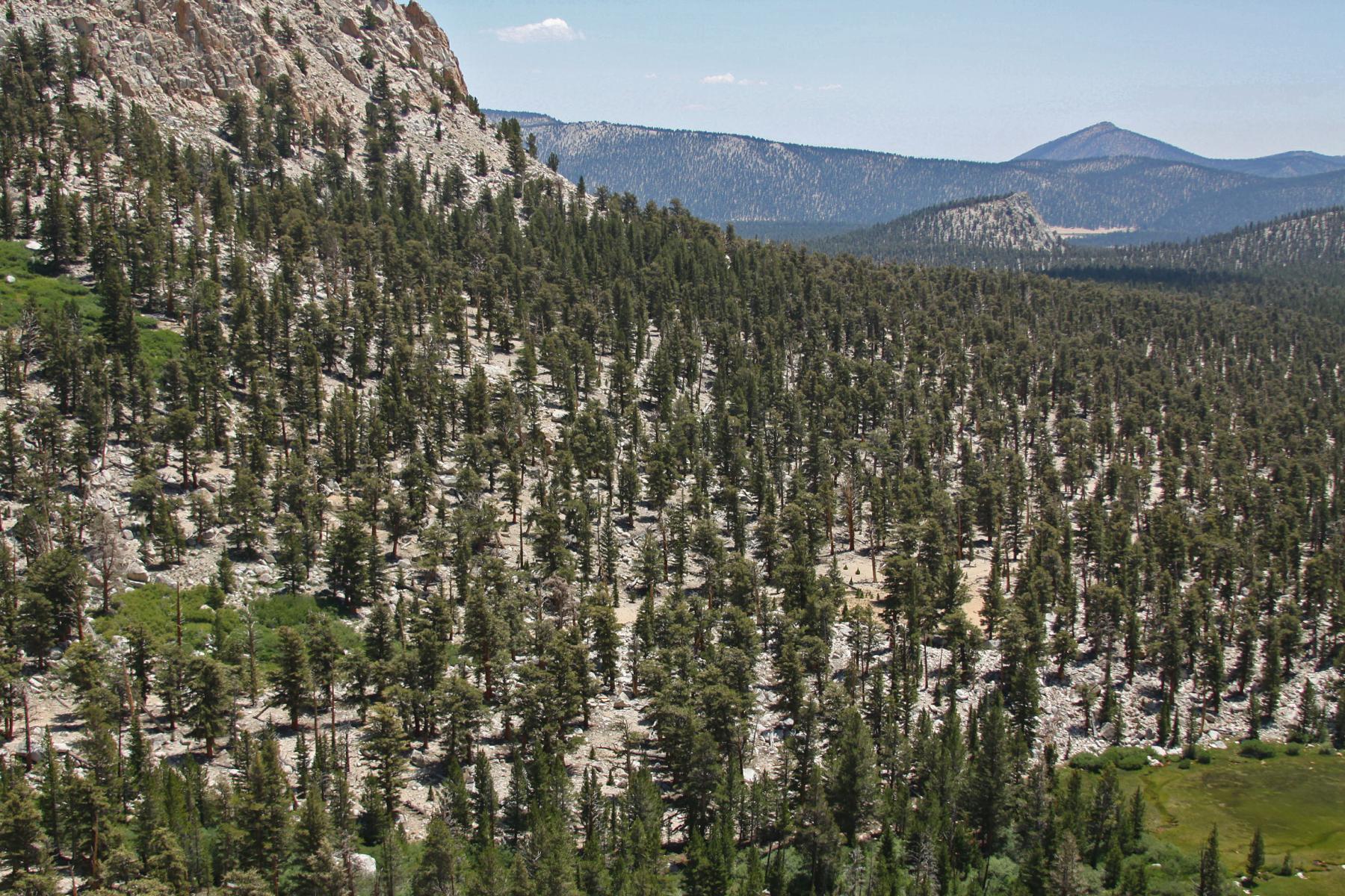 Pinus balfouriana, foxtail pine | US Forest Service Research and ...