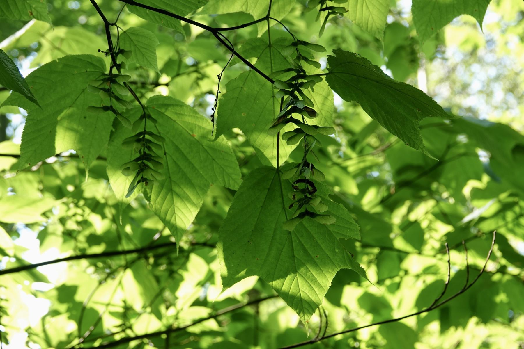 Acer pensylvanicum, striped maple | US Forest Service Research and ...