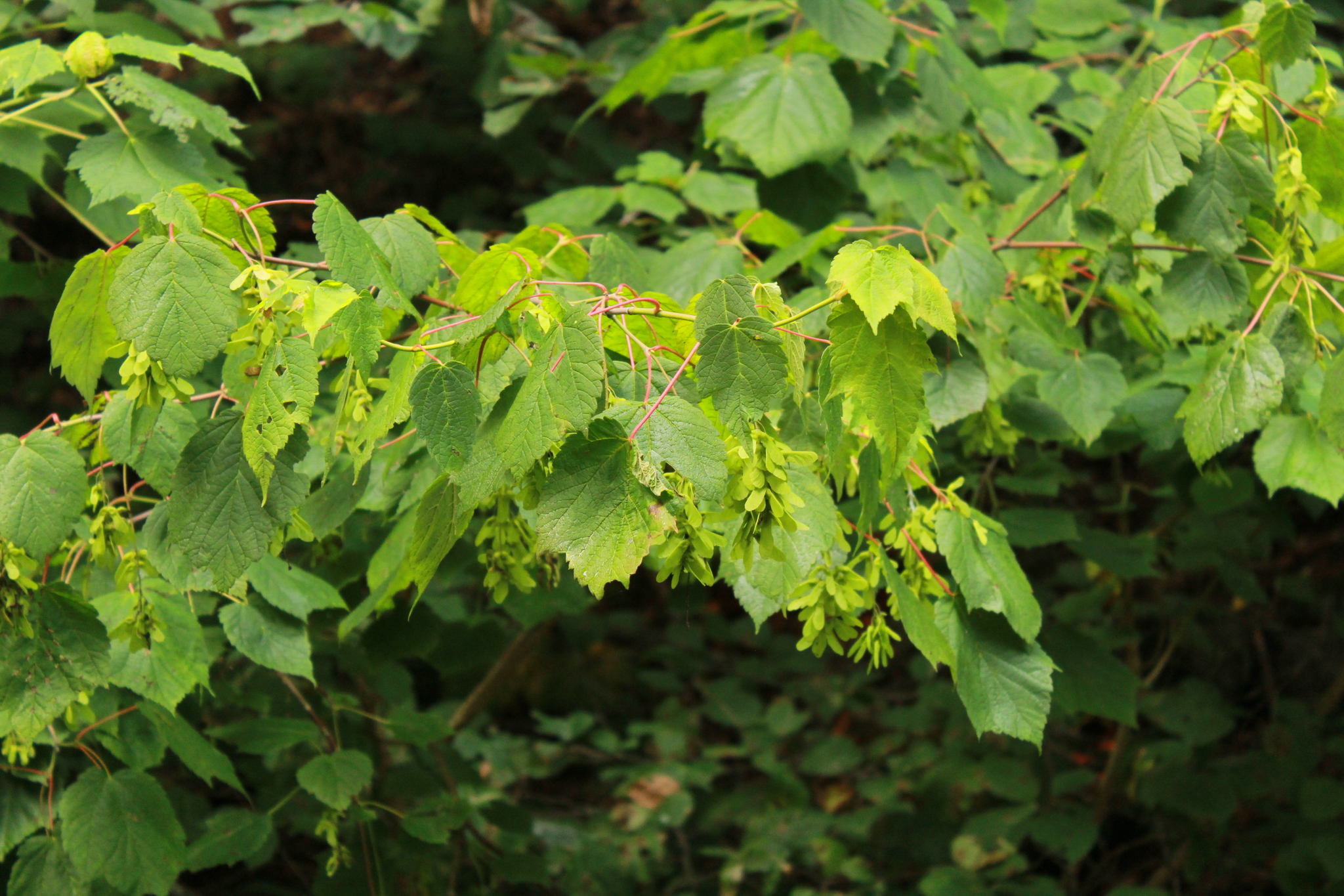 Acer spicatum, mountain maple | US Forest Service Research and Development