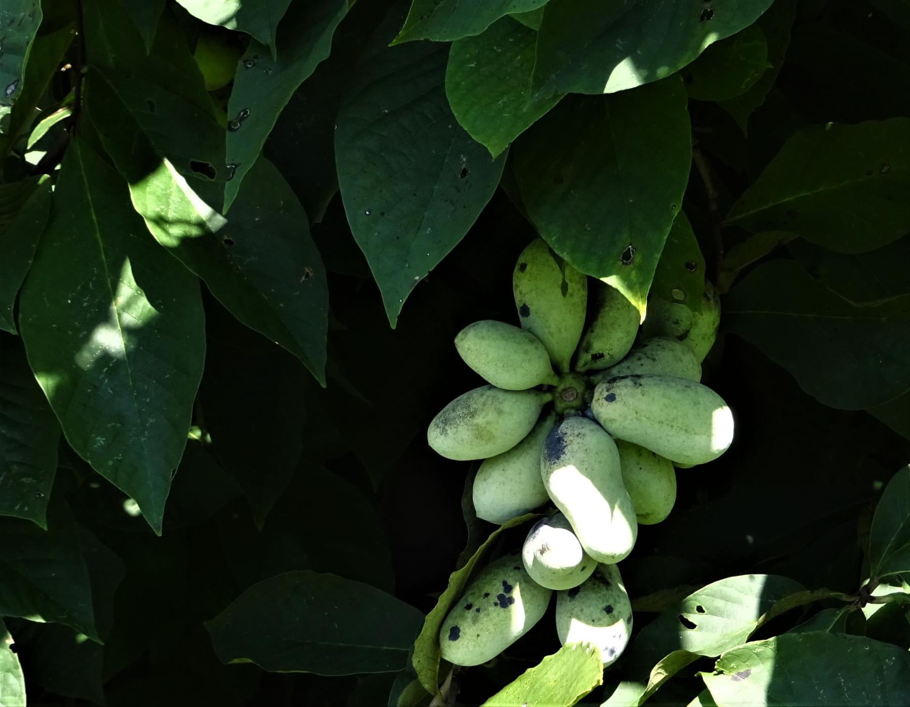 Asimina triloba, pawpaw | US Forest Service Research and Development
