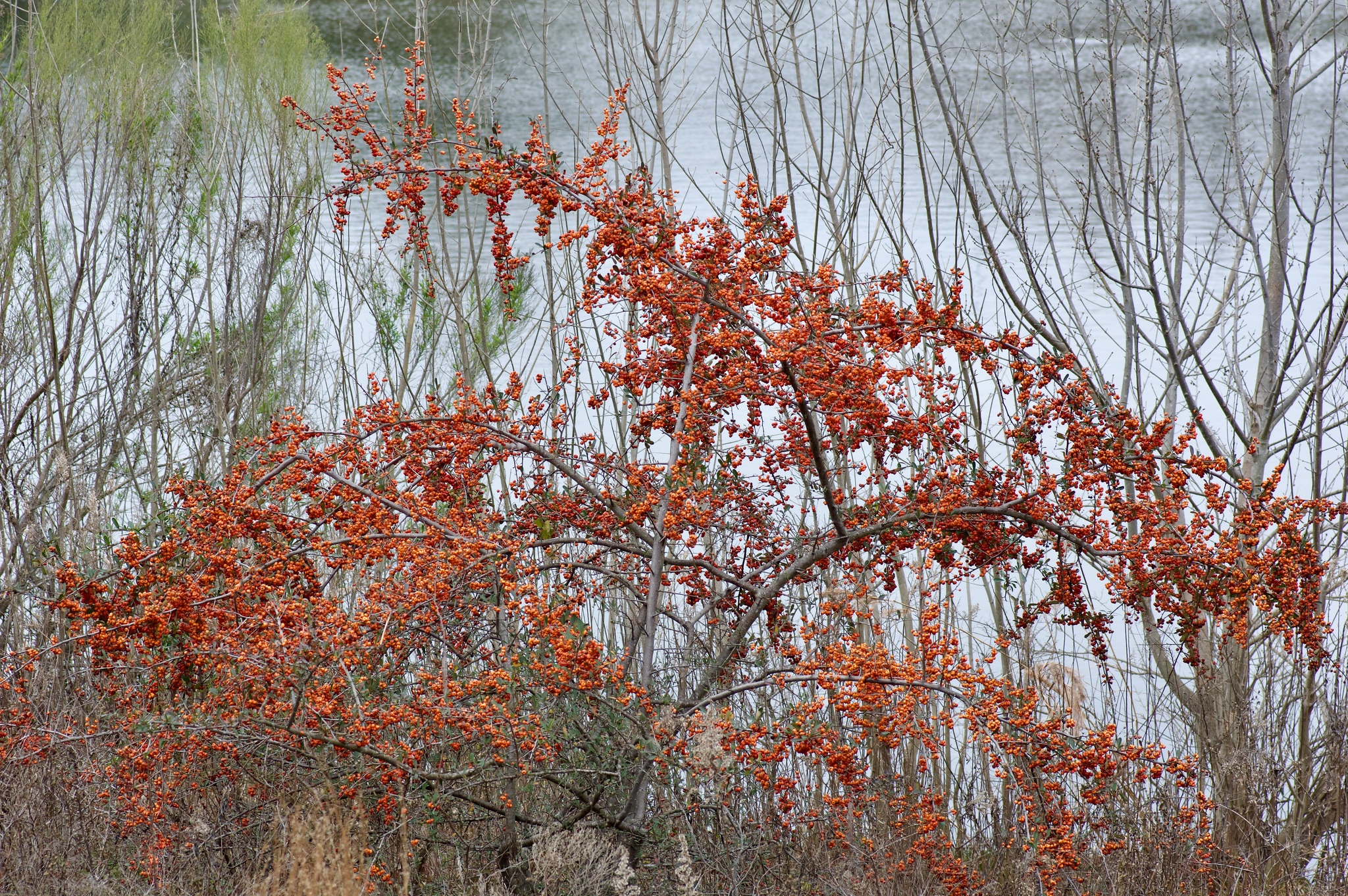 Ilex decidua, possumhaw | US Forest Service Research and Development