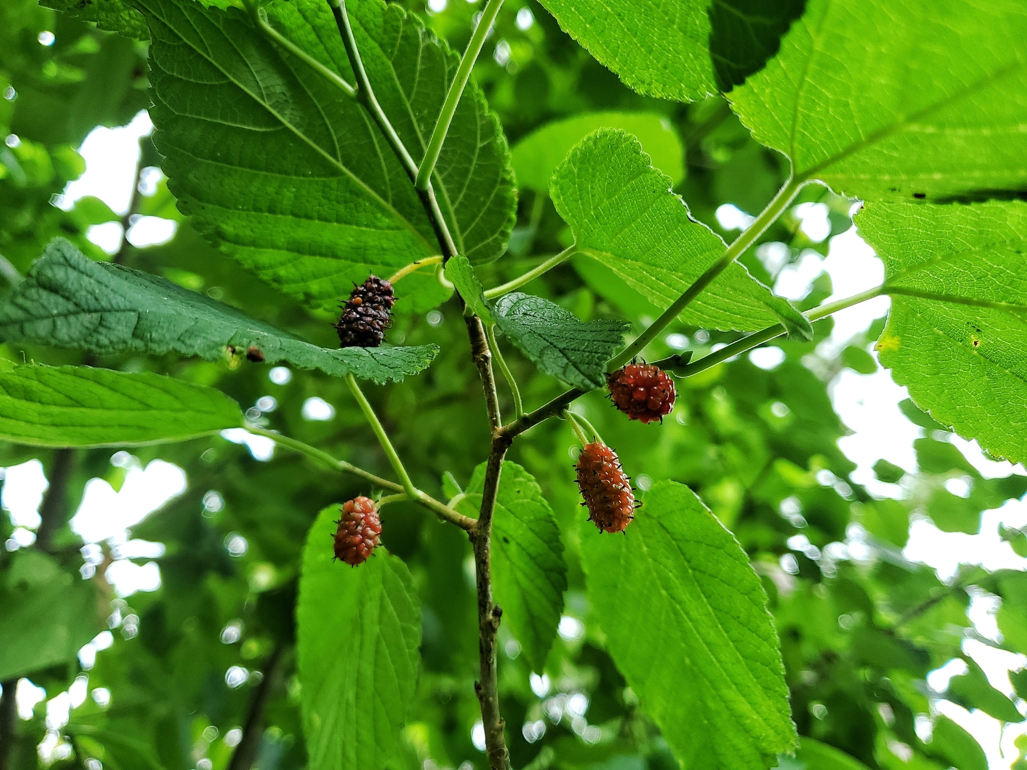 Morus rubra, red mulberry | US Forest Service Research and Development