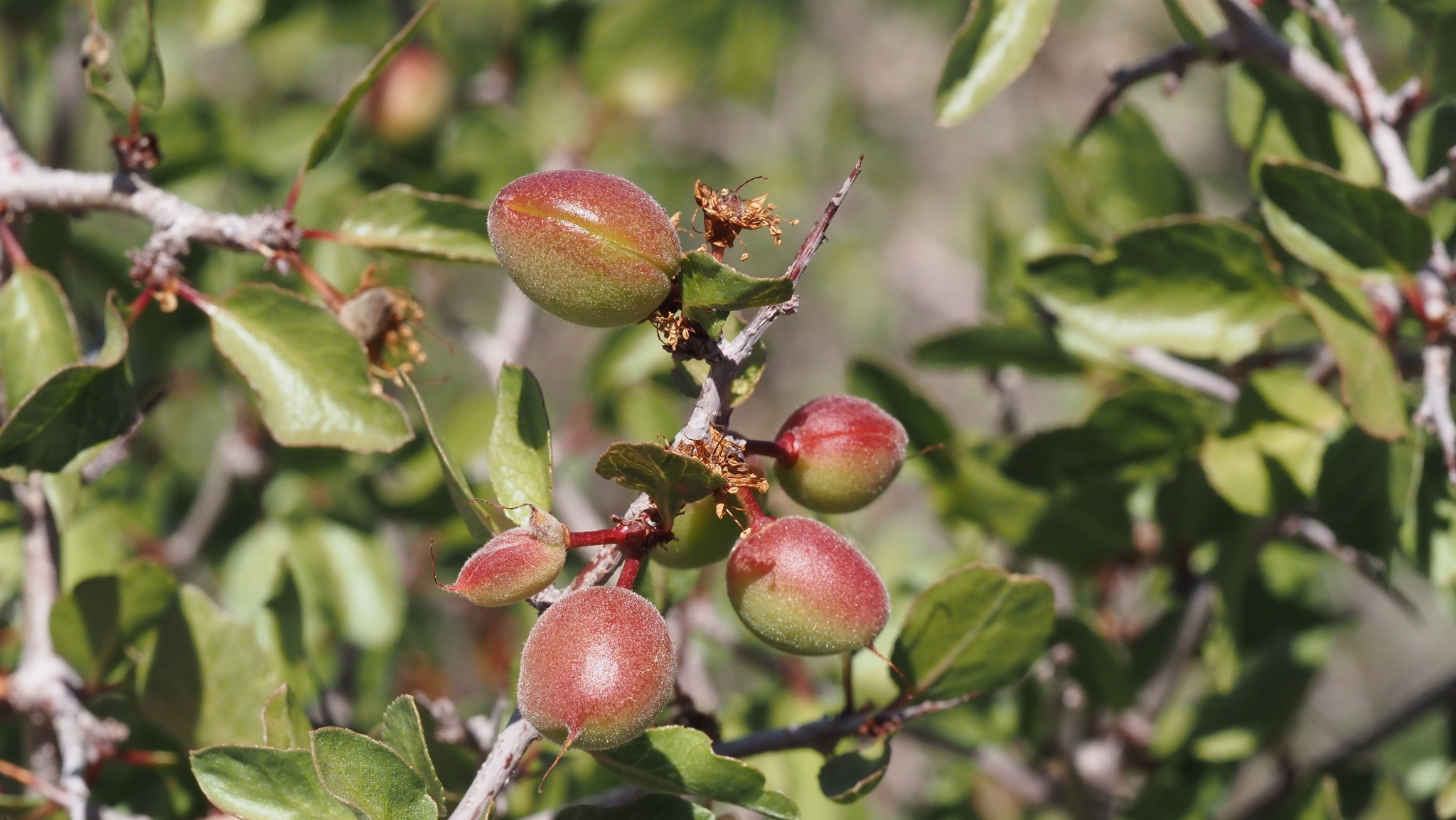 Prunus fremontii, desert apricot | US Forest Service Research and ...