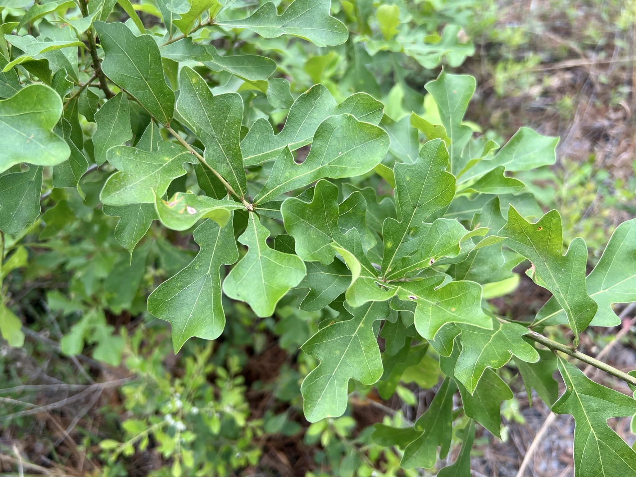 Quercus nigra, water oak | US Forest Service Research and Development