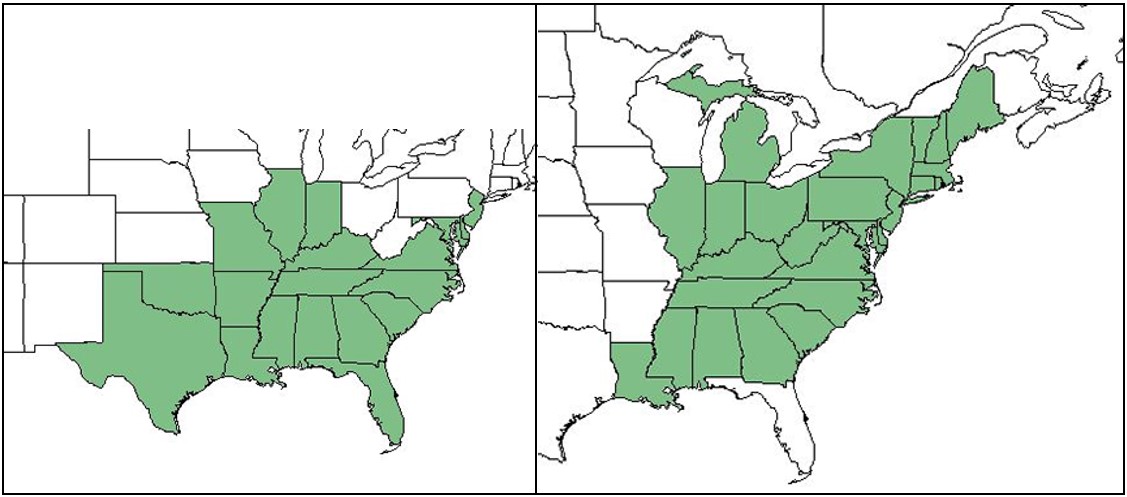 Quercus michauxii, Q. montana, swamp chestnut oak, chestnut oak | US ...