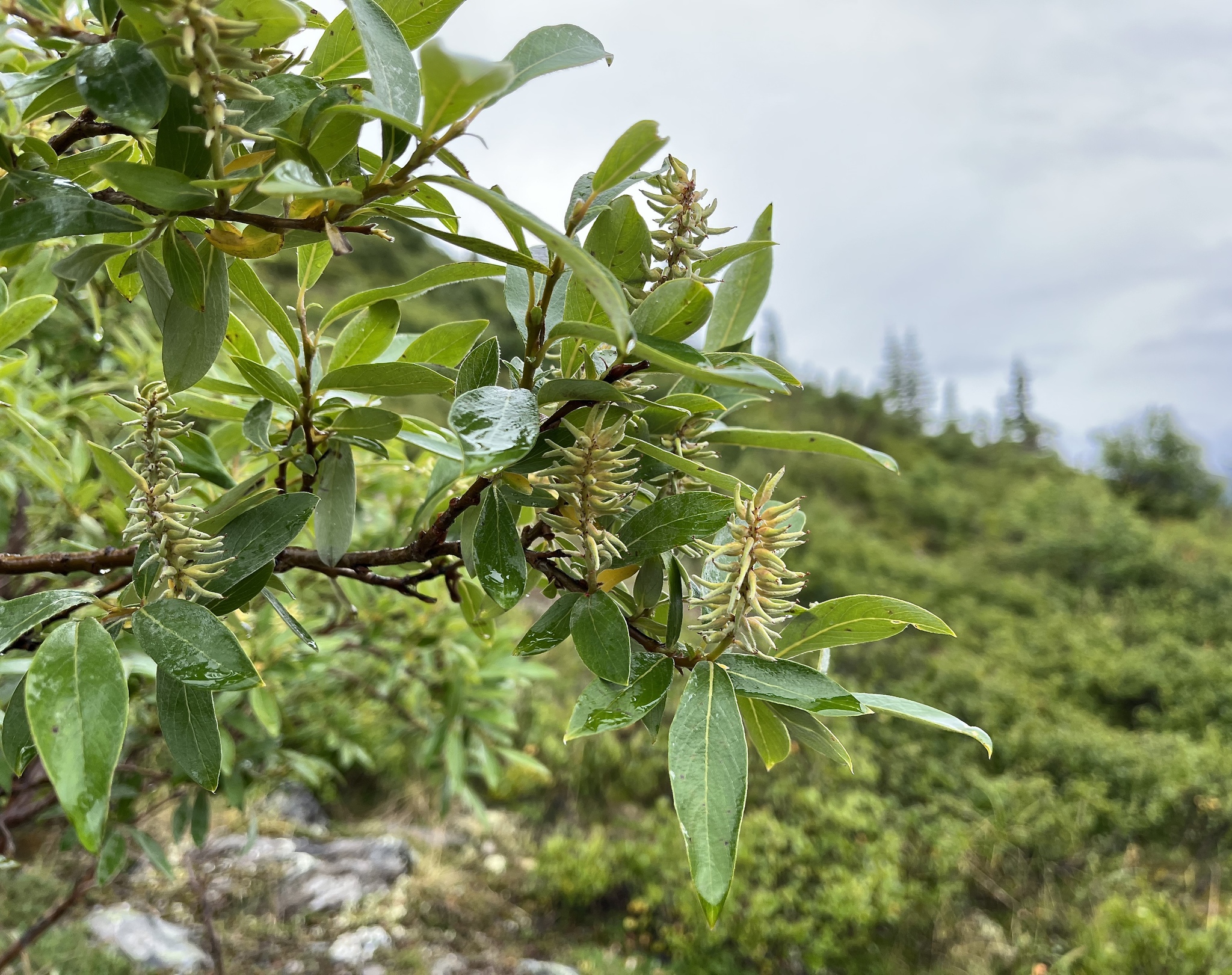 Salix glauca, grayleaf willow | US Forest Service Research and Development