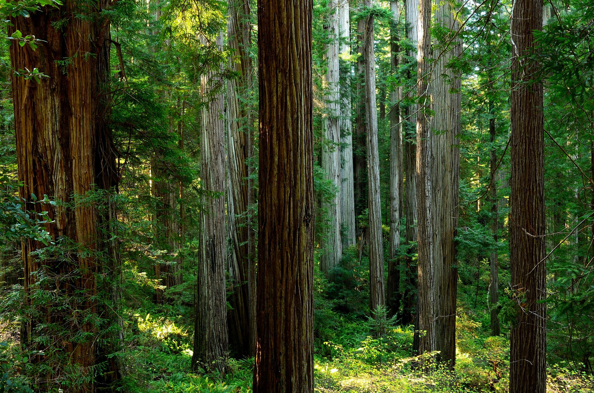 Sequoia sempervirens, redwood | US Forest Service Research and Development