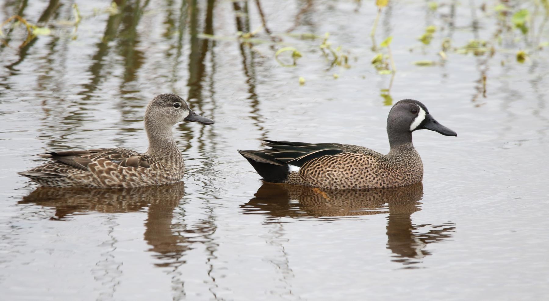 Spatula discors, blue-winged teal | US Forest Service Research and ...