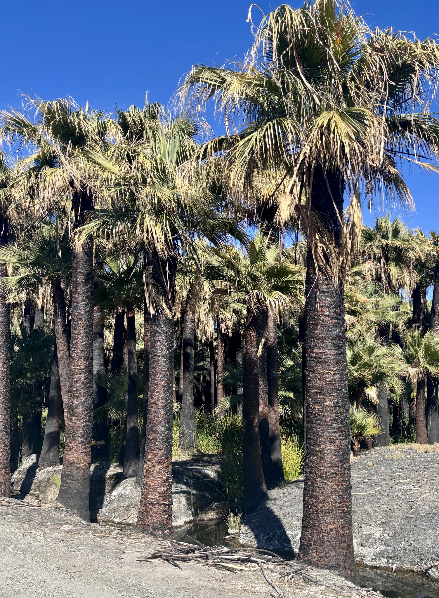 Washingtonia filifera, California palm | US Forest Service Research and ...