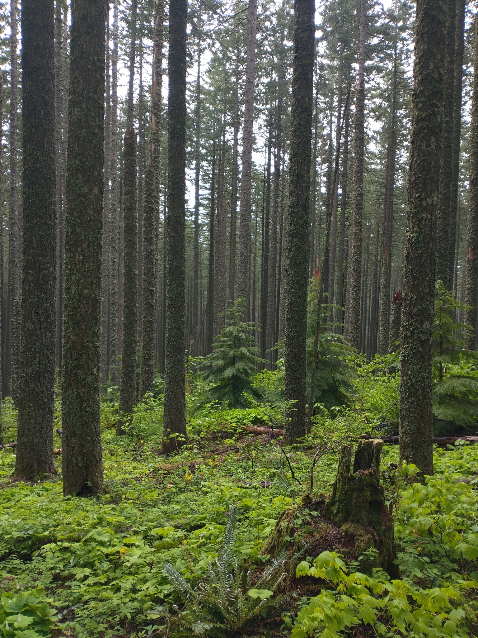 Tsuga heterophylla, western hemlock | US Forest Service Research and ...